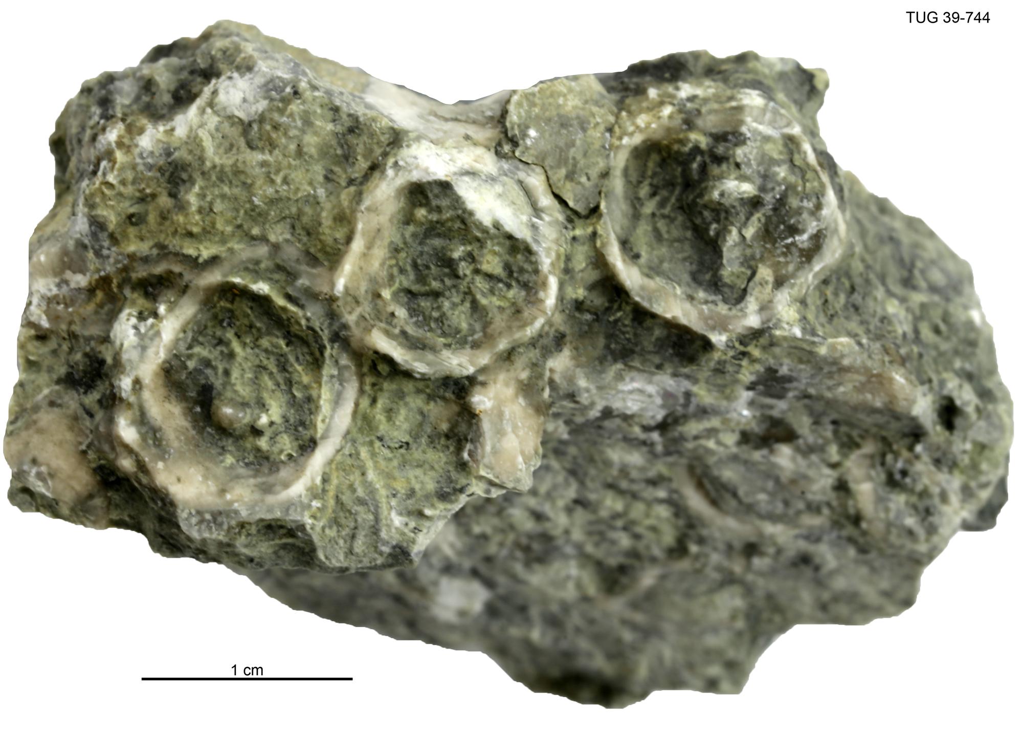 Eleutherozoa | Fossiilid.info