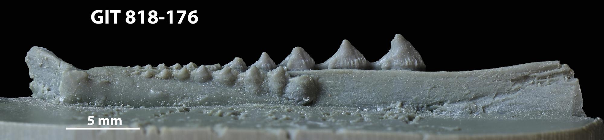 Acanthodii | Fossiilid.info