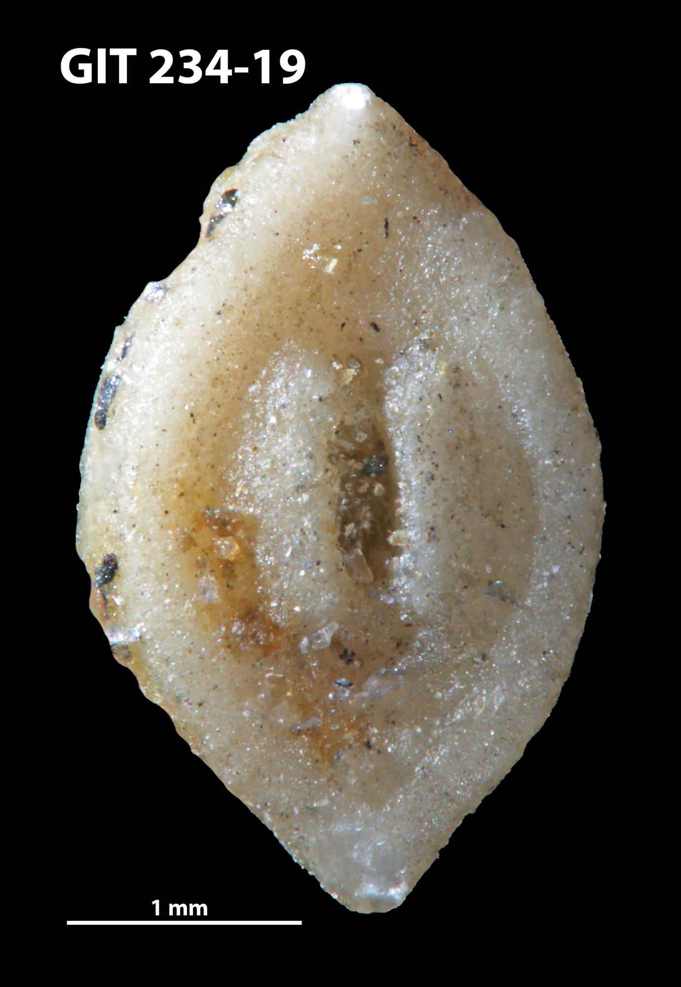 Asperellacystis asperellus | Fossiilid.info