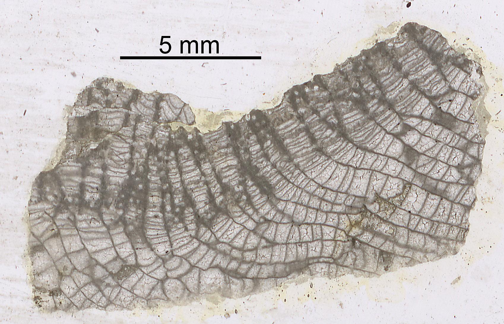Favosites eichwaldi | fossiilid.info
