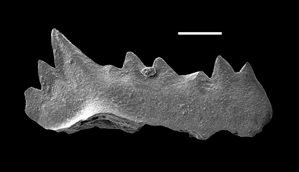 Plectodina | Fossiilid.info