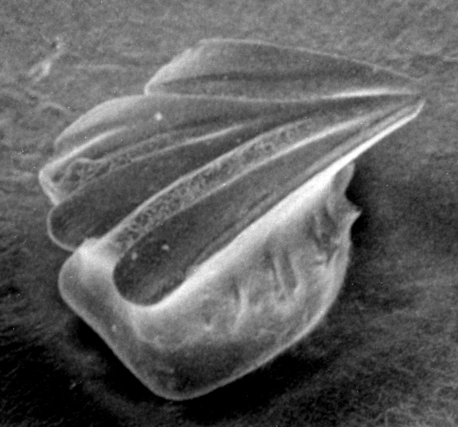 Thelodus admirabilis | fossiilid.info