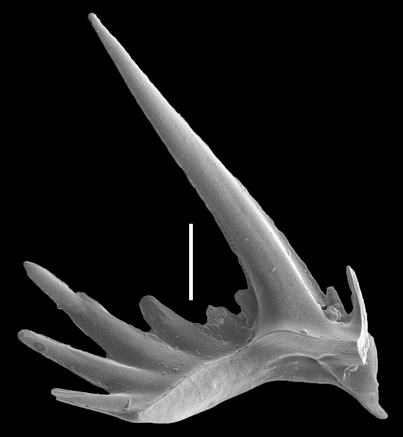 Erraticodon | Fossiilid.info