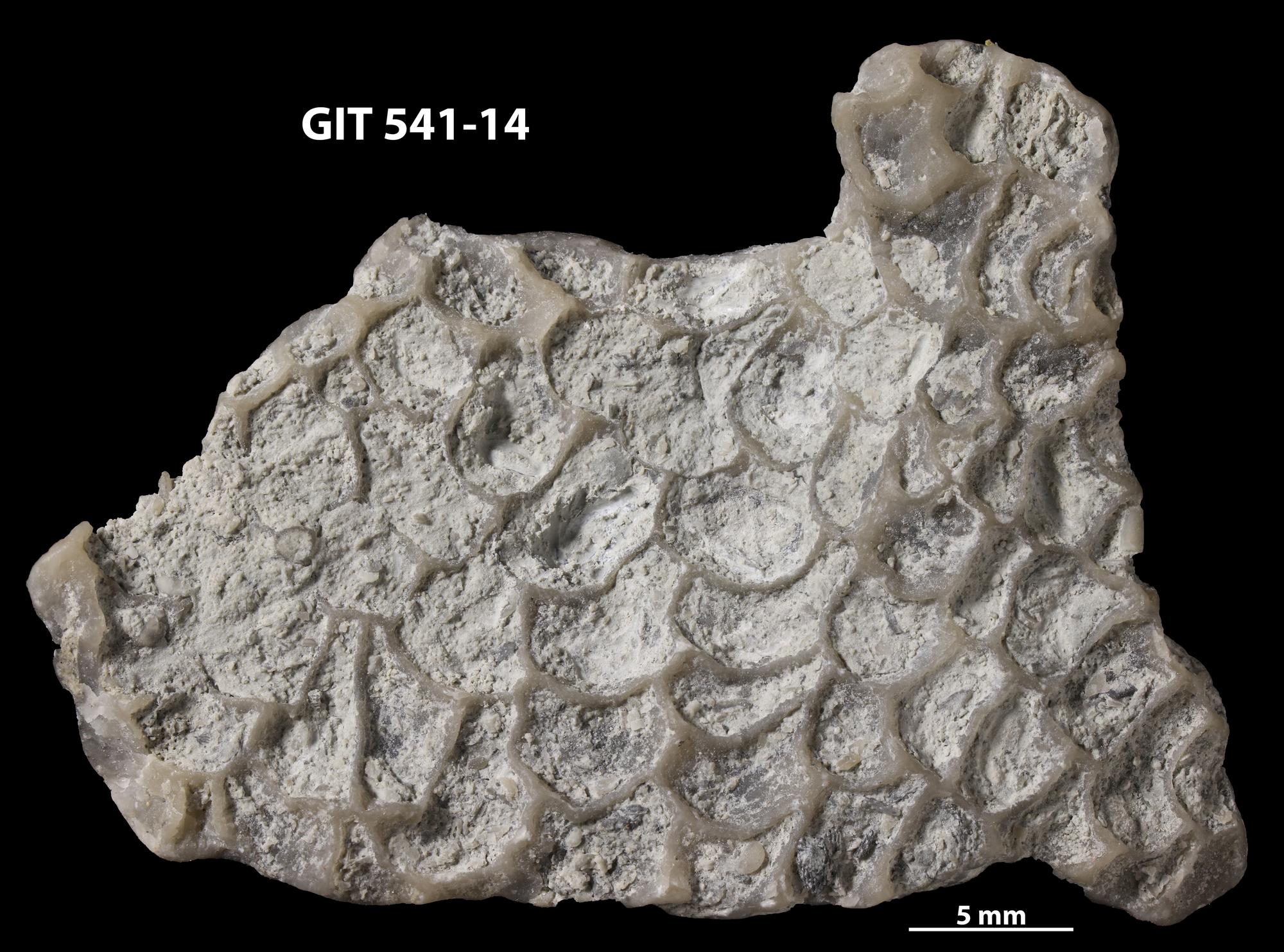 Stromatoporoidea | Fossiilid.info