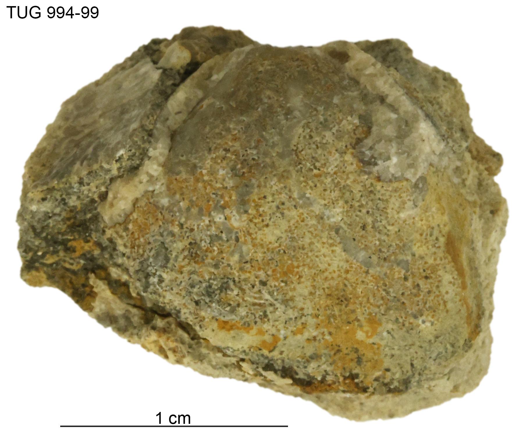 Ribeirioida | Fossiilid.info