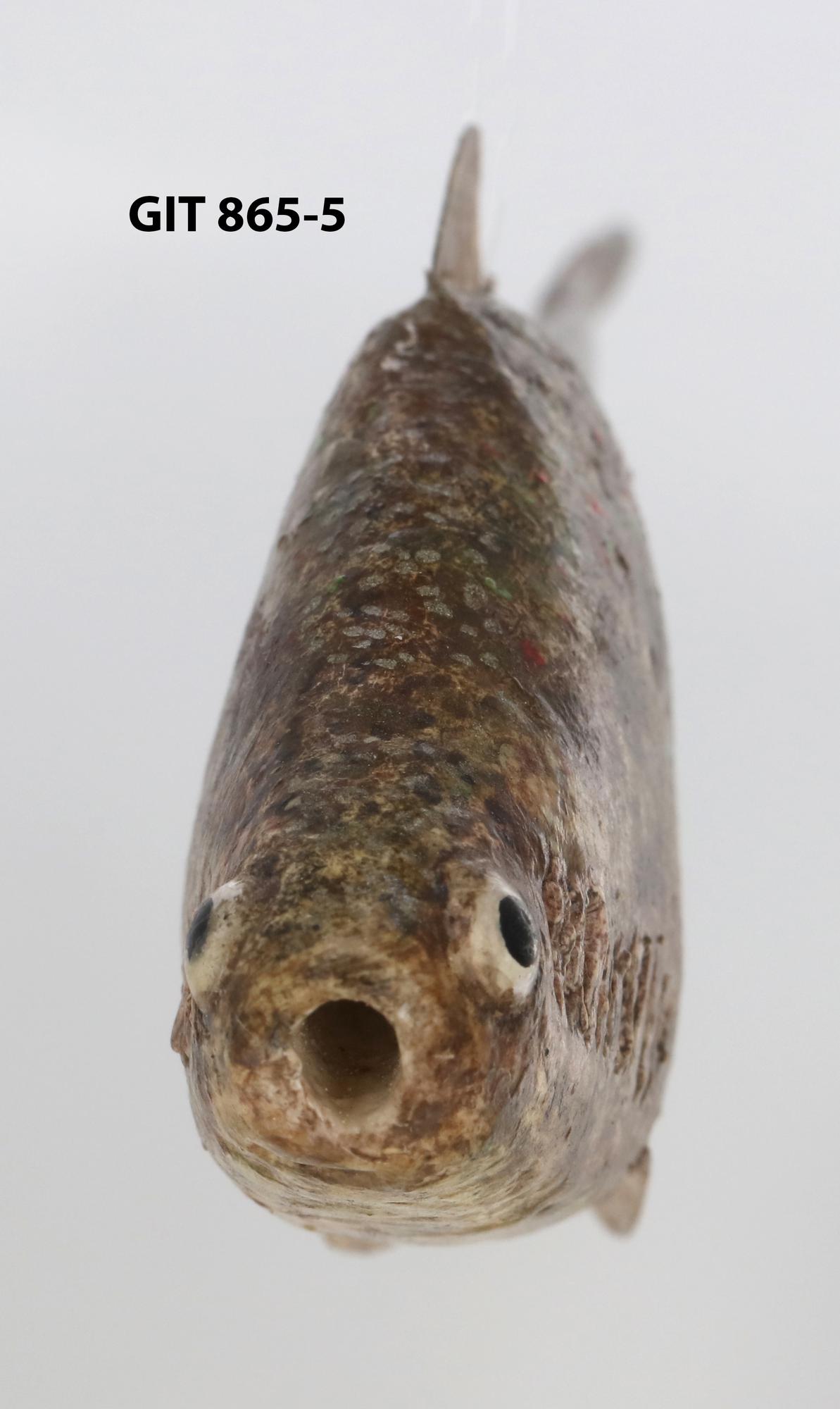 Furcacauda | Fossiilid.info