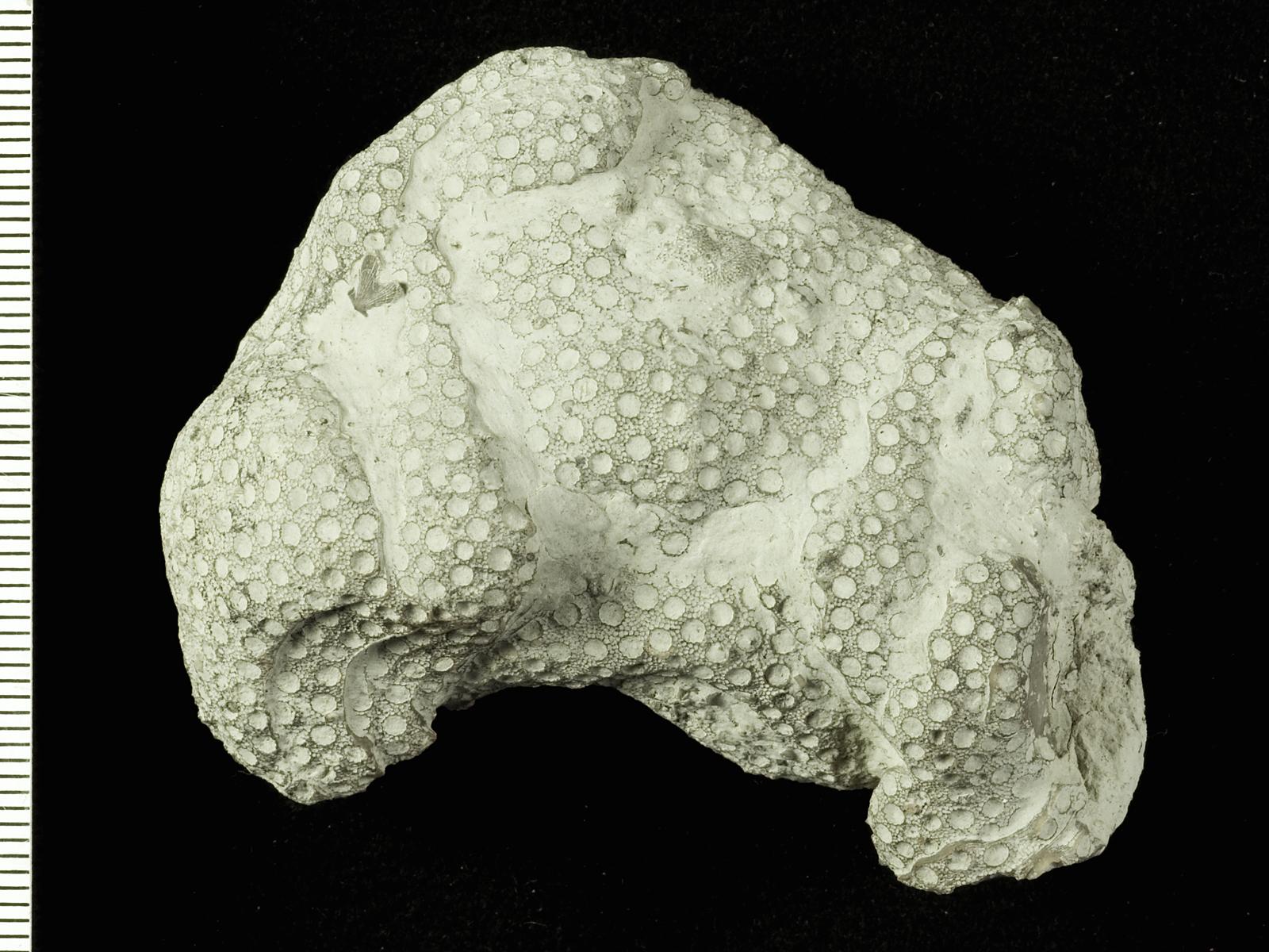 Heliolites | Fossiilid.info