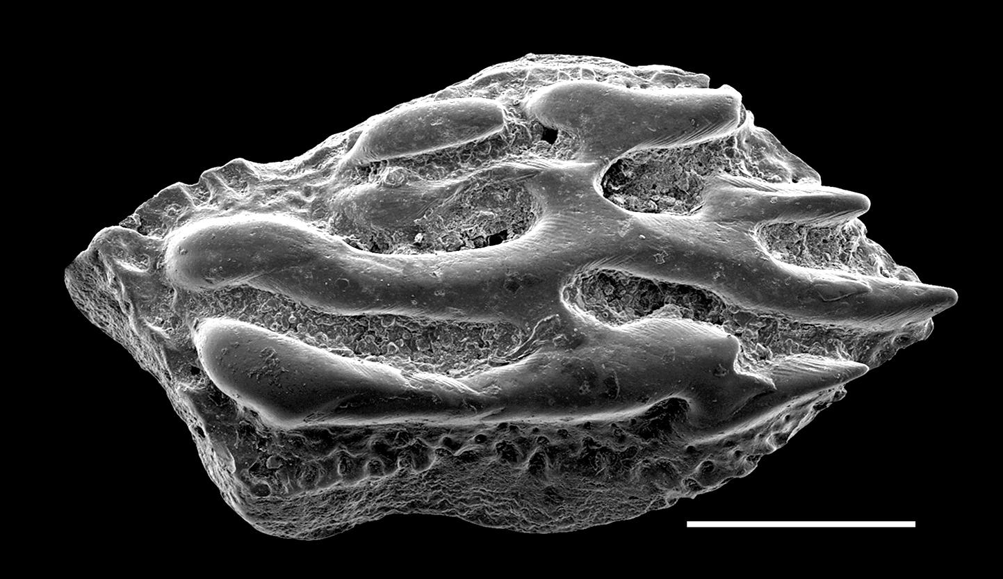 Cephalaspidiformes | Fossiilid.info