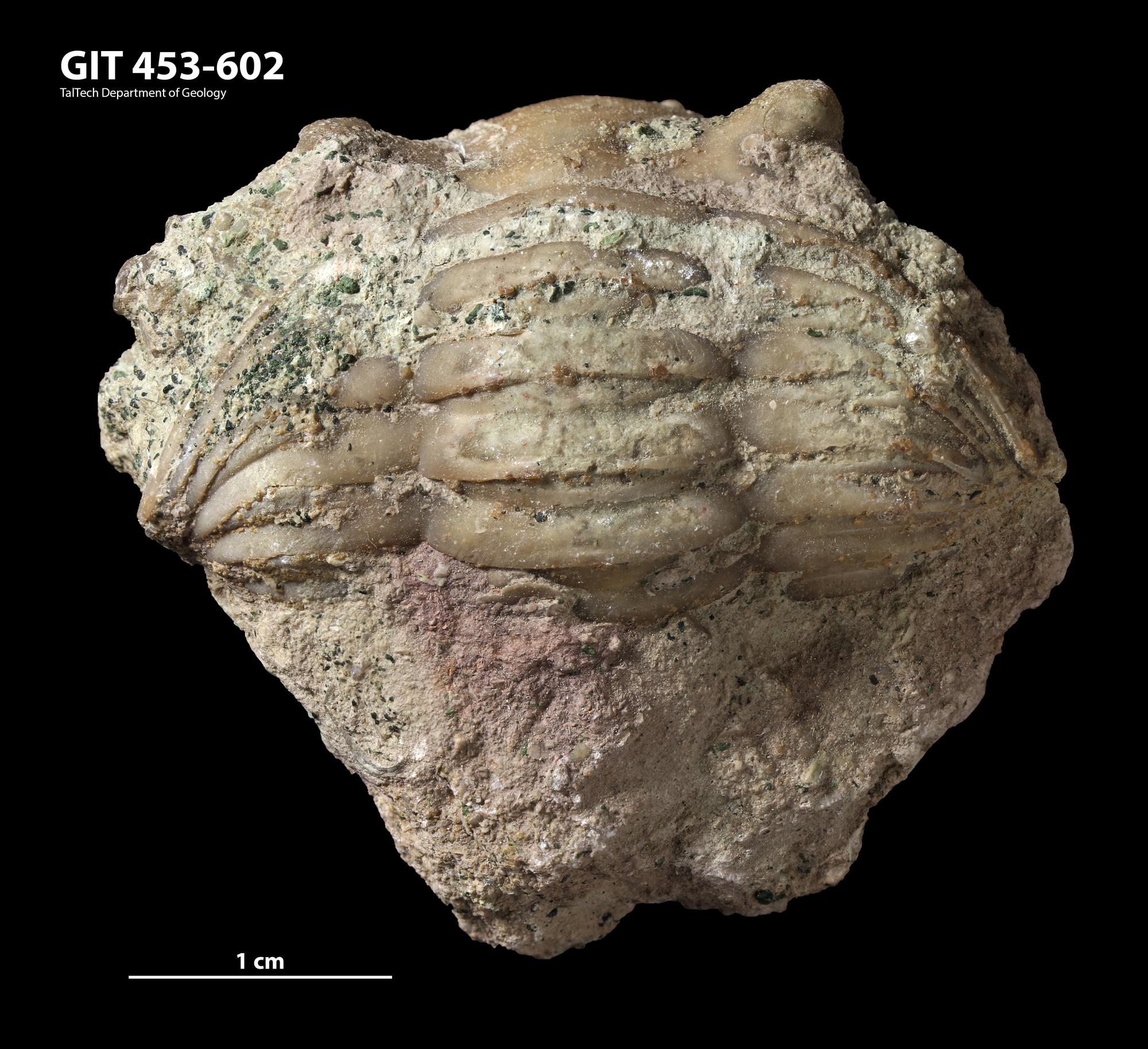 Asaphus lepidurus | Fossiilid.info