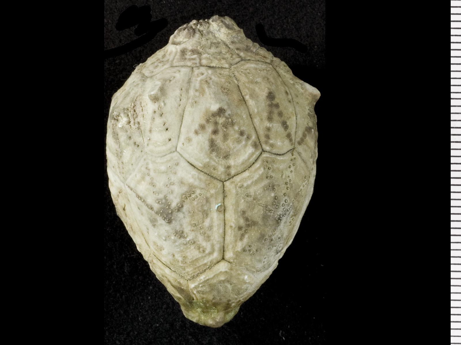 Hemicosmites extraneus | Fossiilid.info