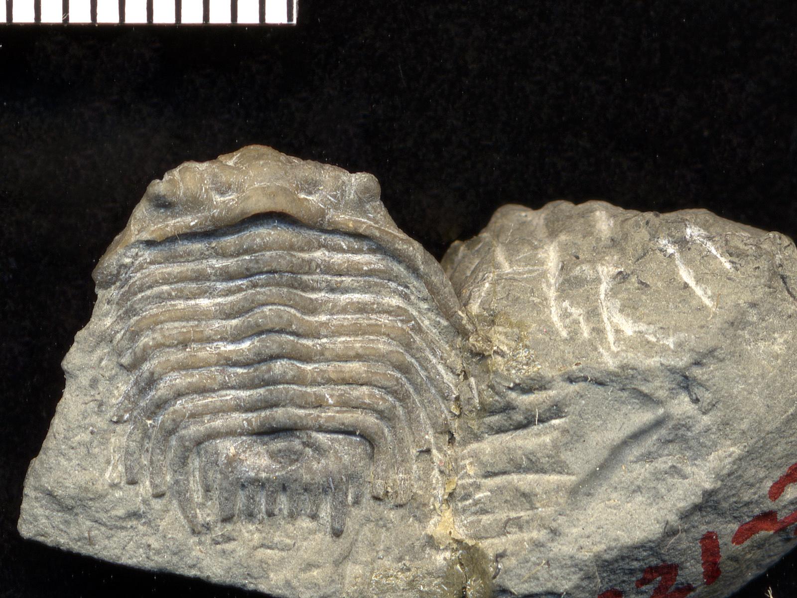 Lichida | Fossiilid.info