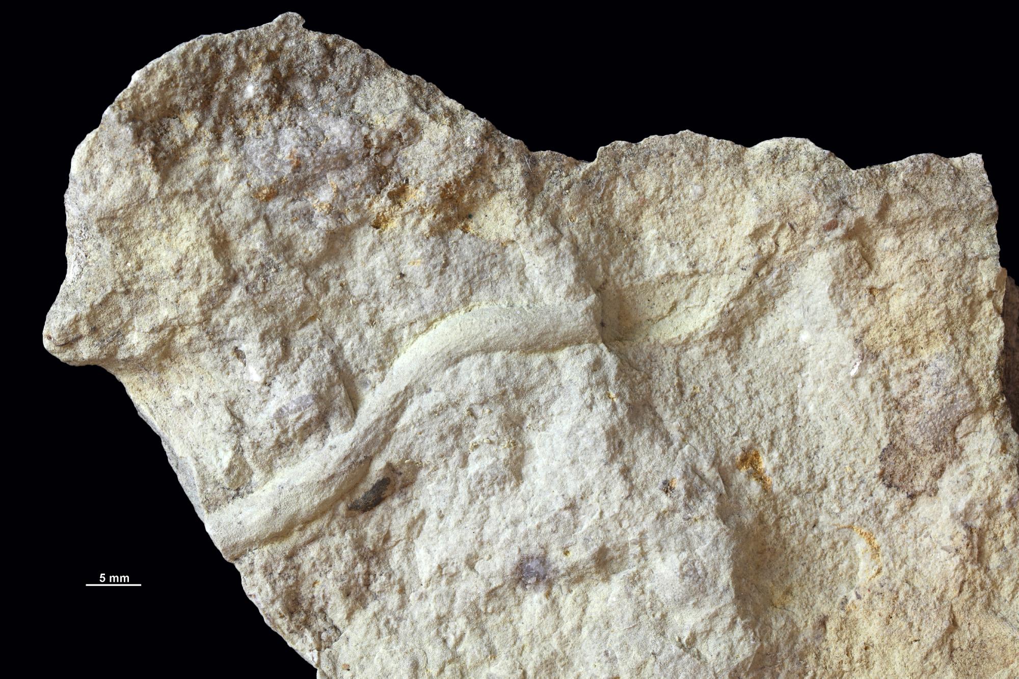 Palaeophycus striatus | Fossiilid.info