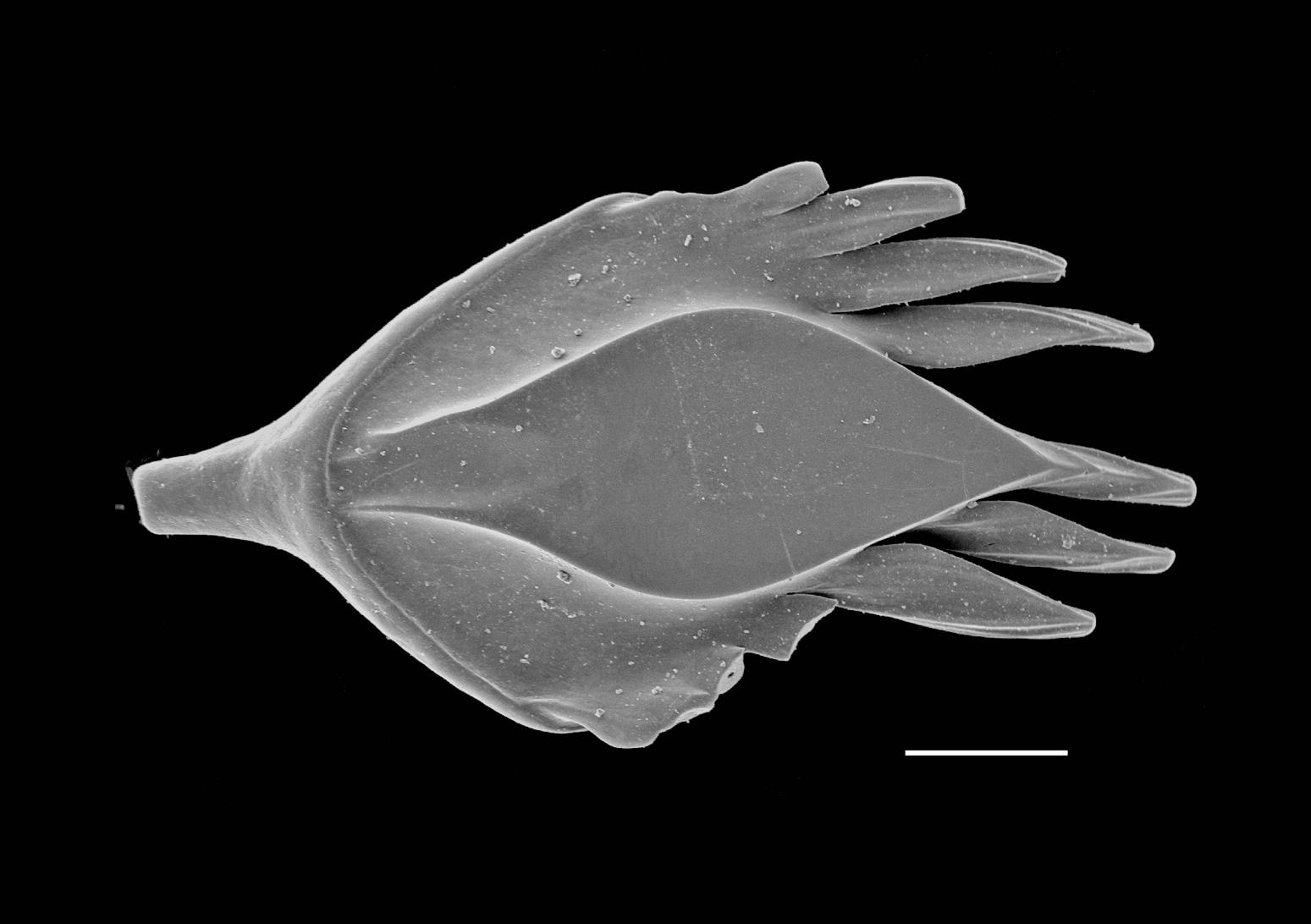 Paralogania perensae | Fossiilid.info