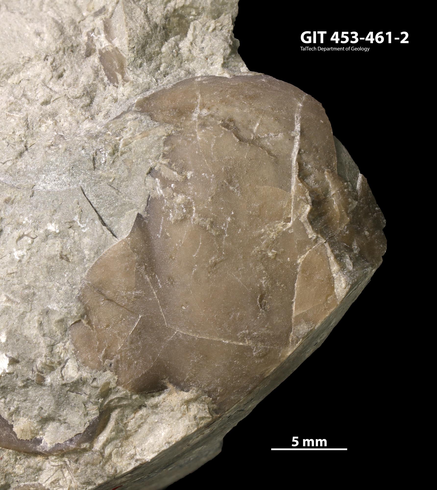 Lonchodomas | Fossiilid.info