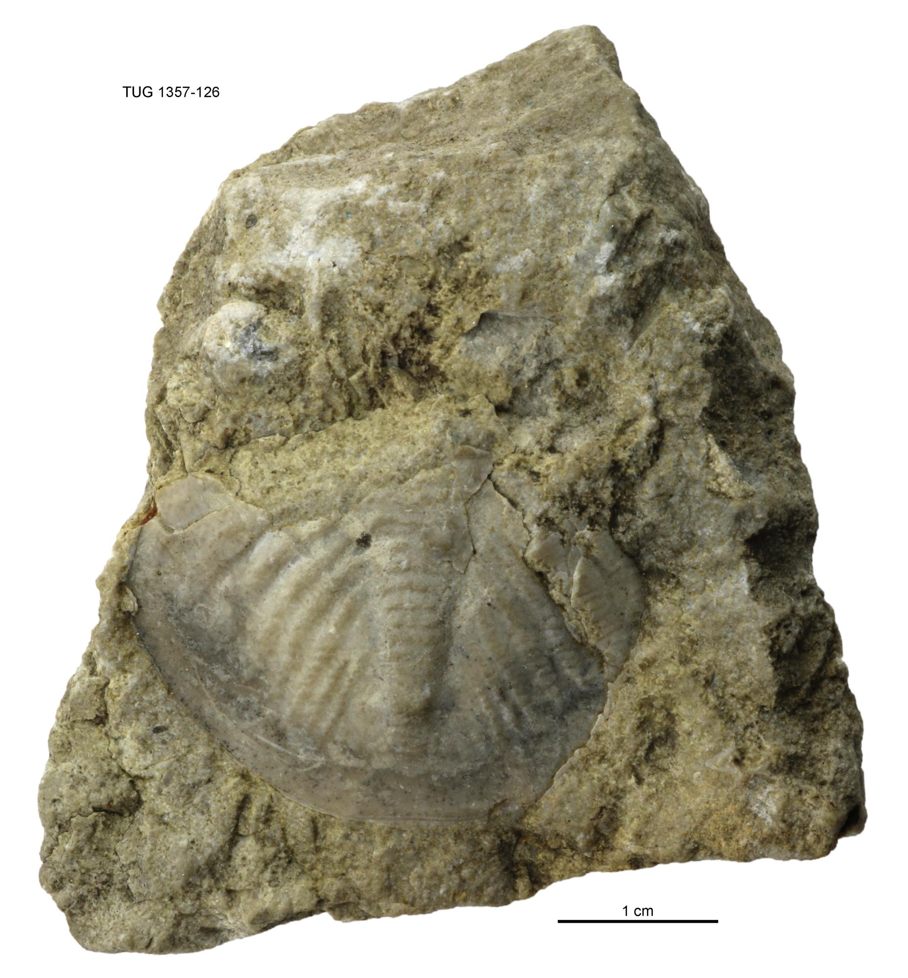 Basilicus lawrowi | Fossiilid.info