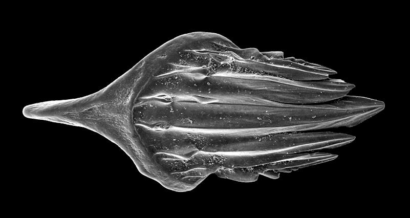 Nethertonodus laadjalaensis | Fossiilid.info