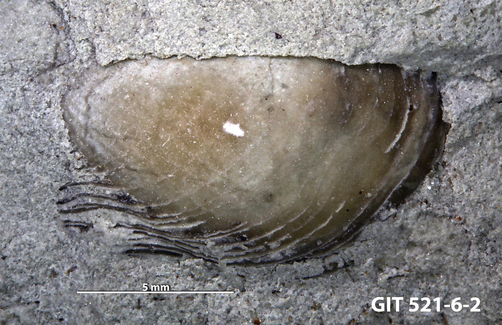 Pterioida | Fossiilid.info