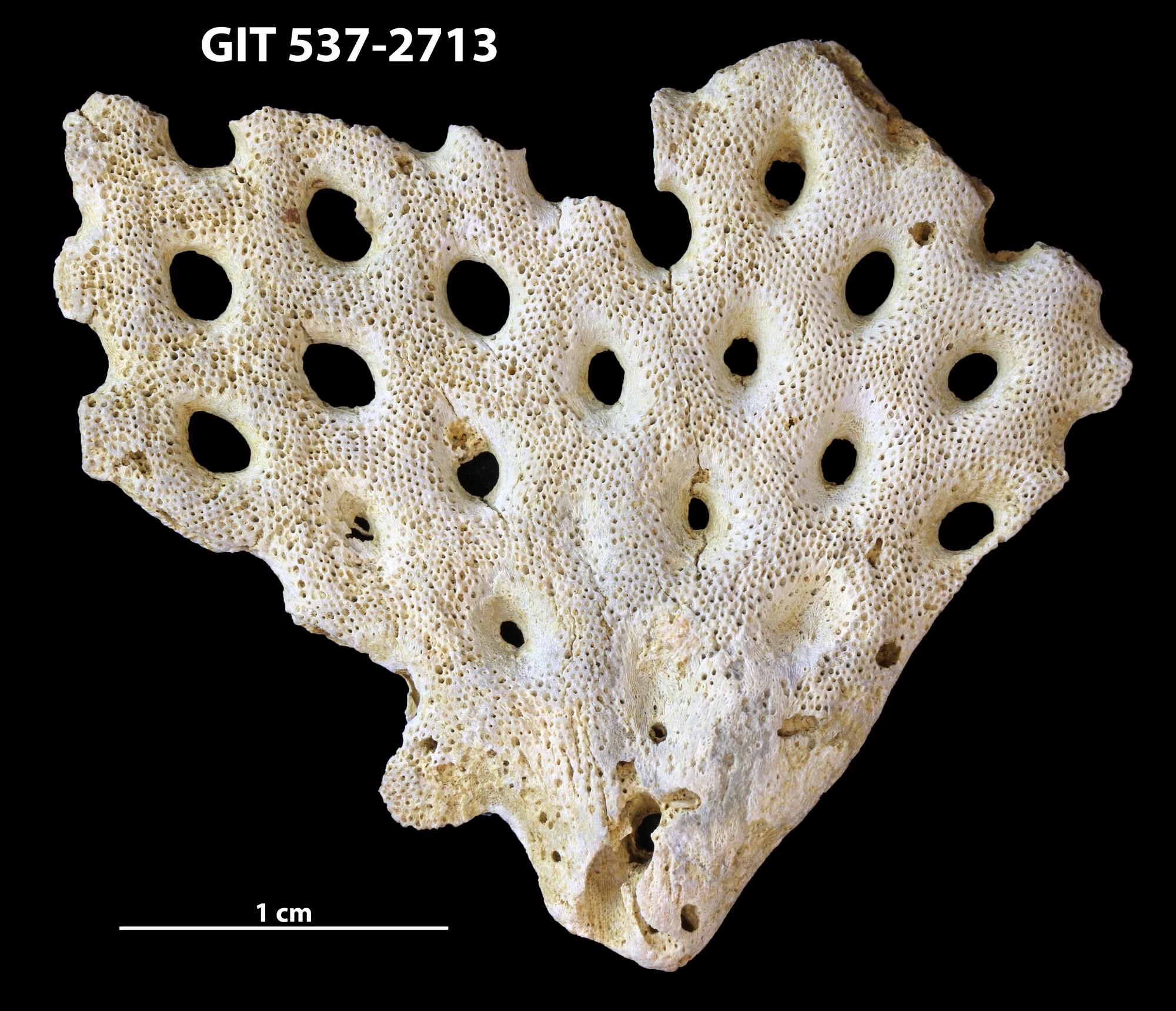 Stictoporellina | Fossiilid.info