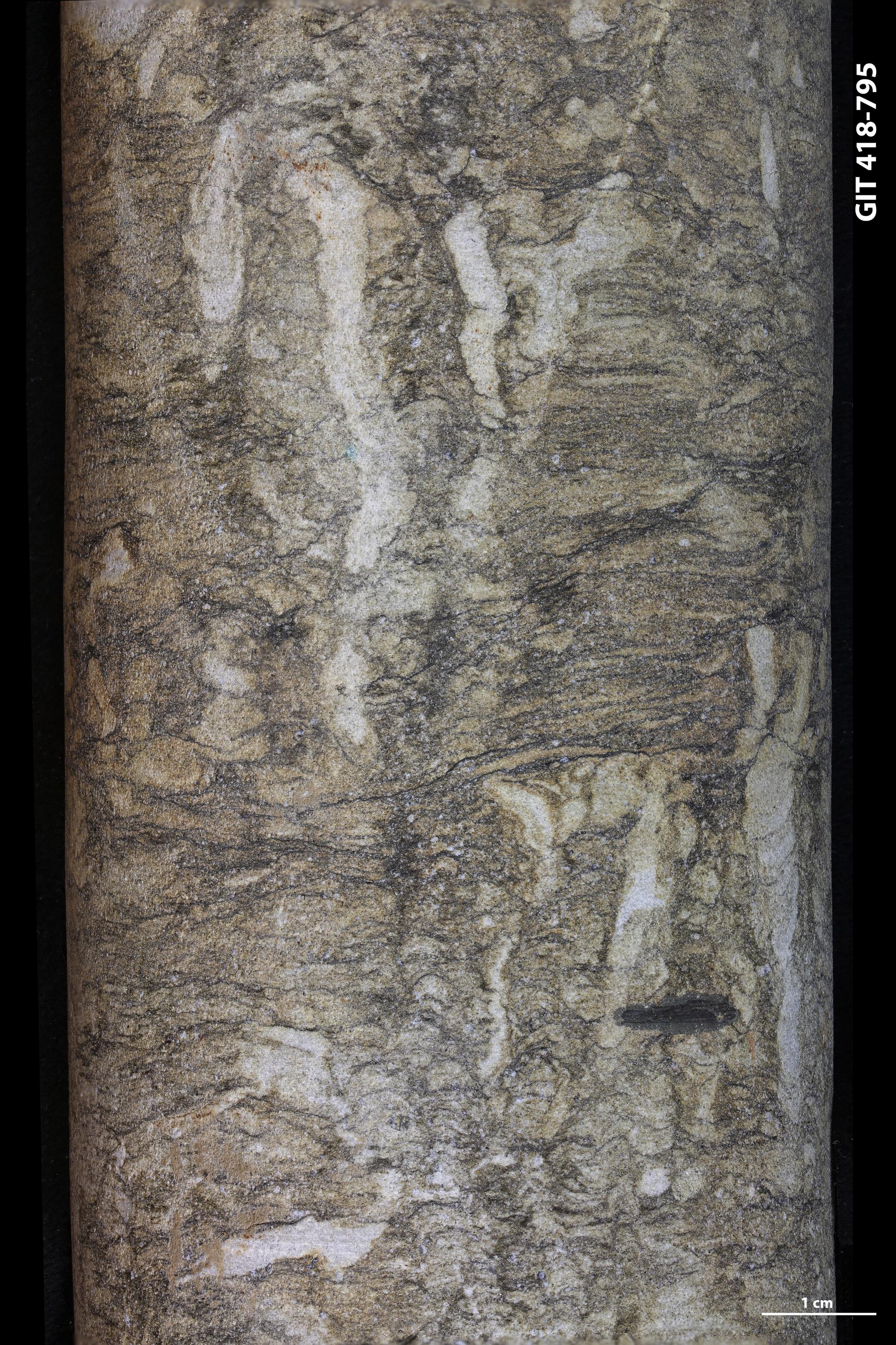 Teichichnus rectus | Fossiilid.info