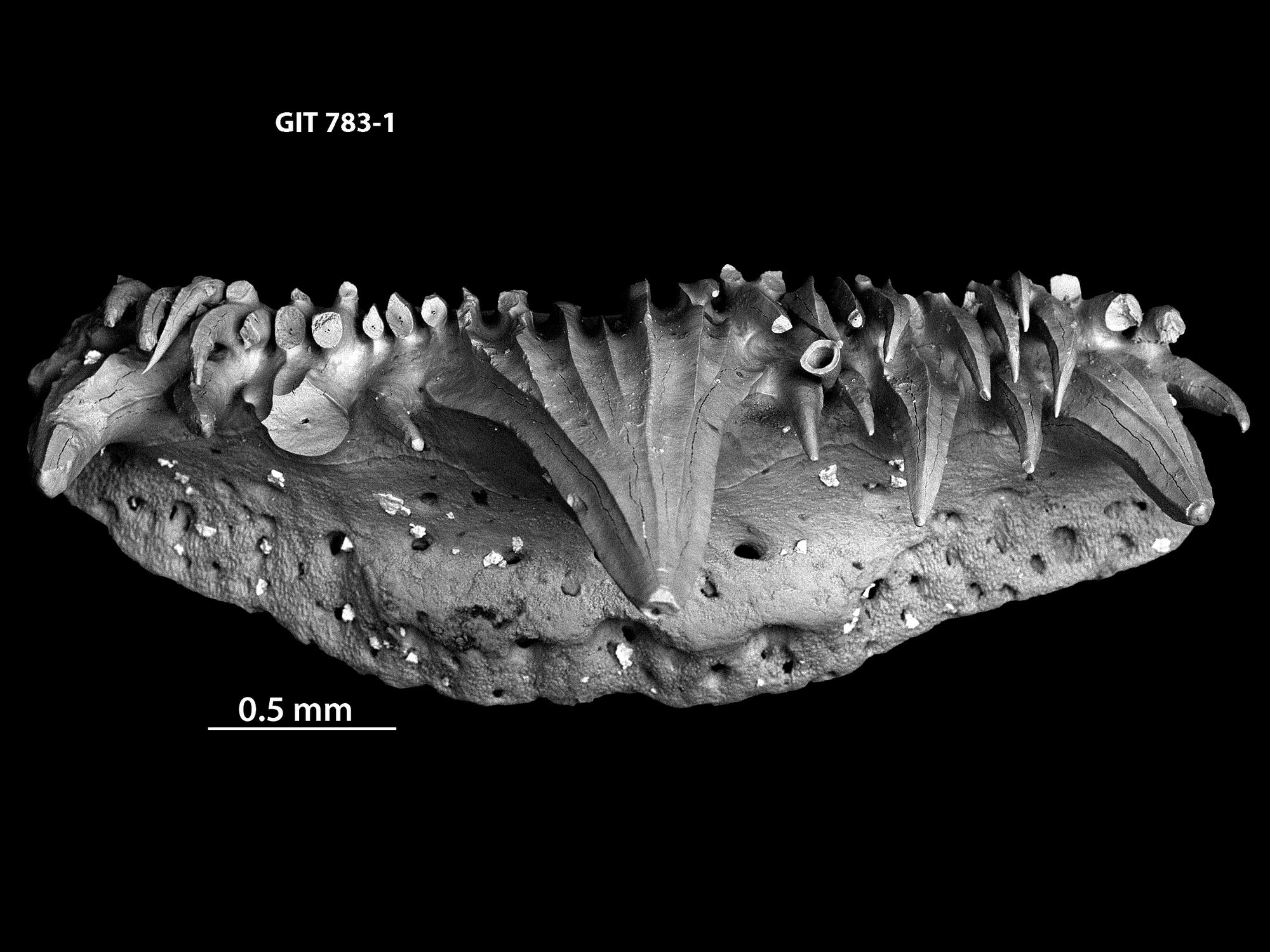 Tamiobatis | Fossiilid.info