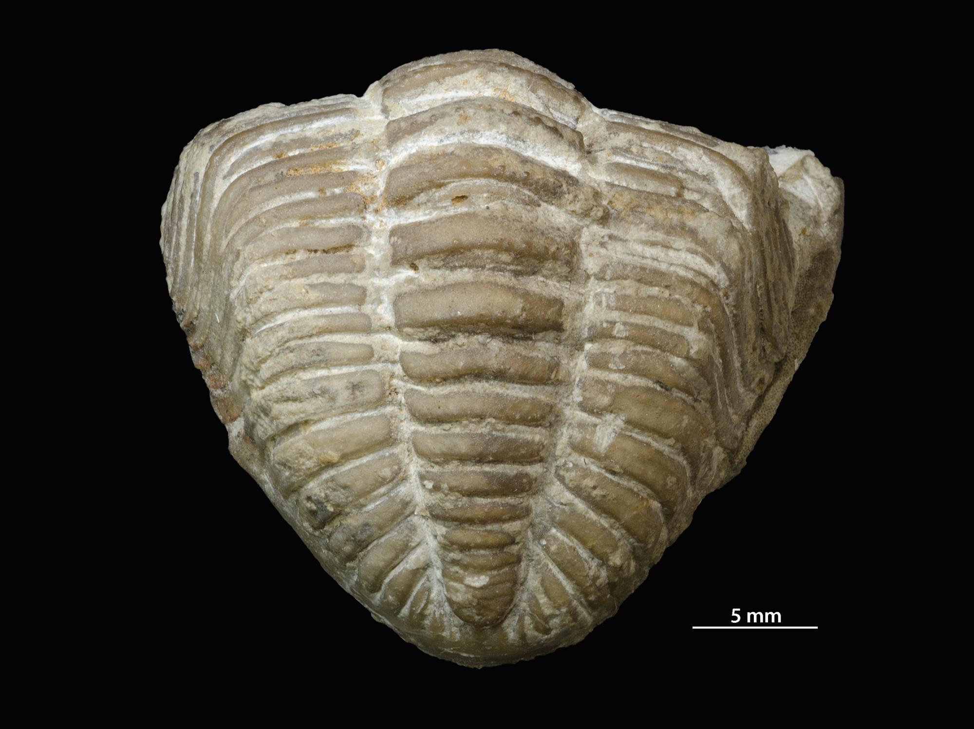 Estoniops panderi | Fossiilid.info