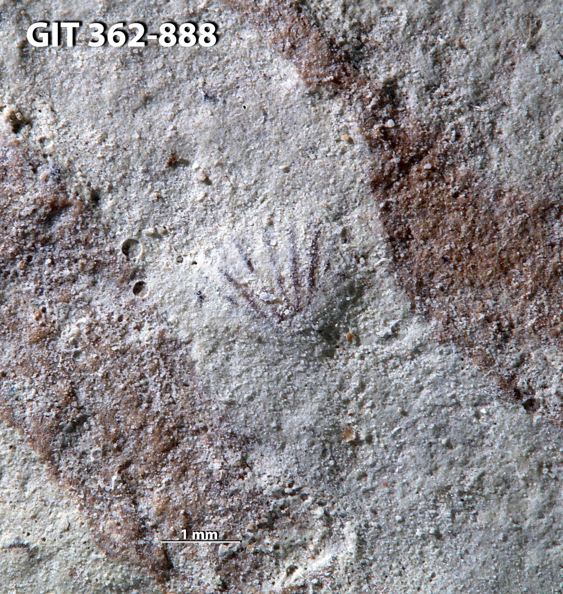 Chondrites | Fossiilid.info