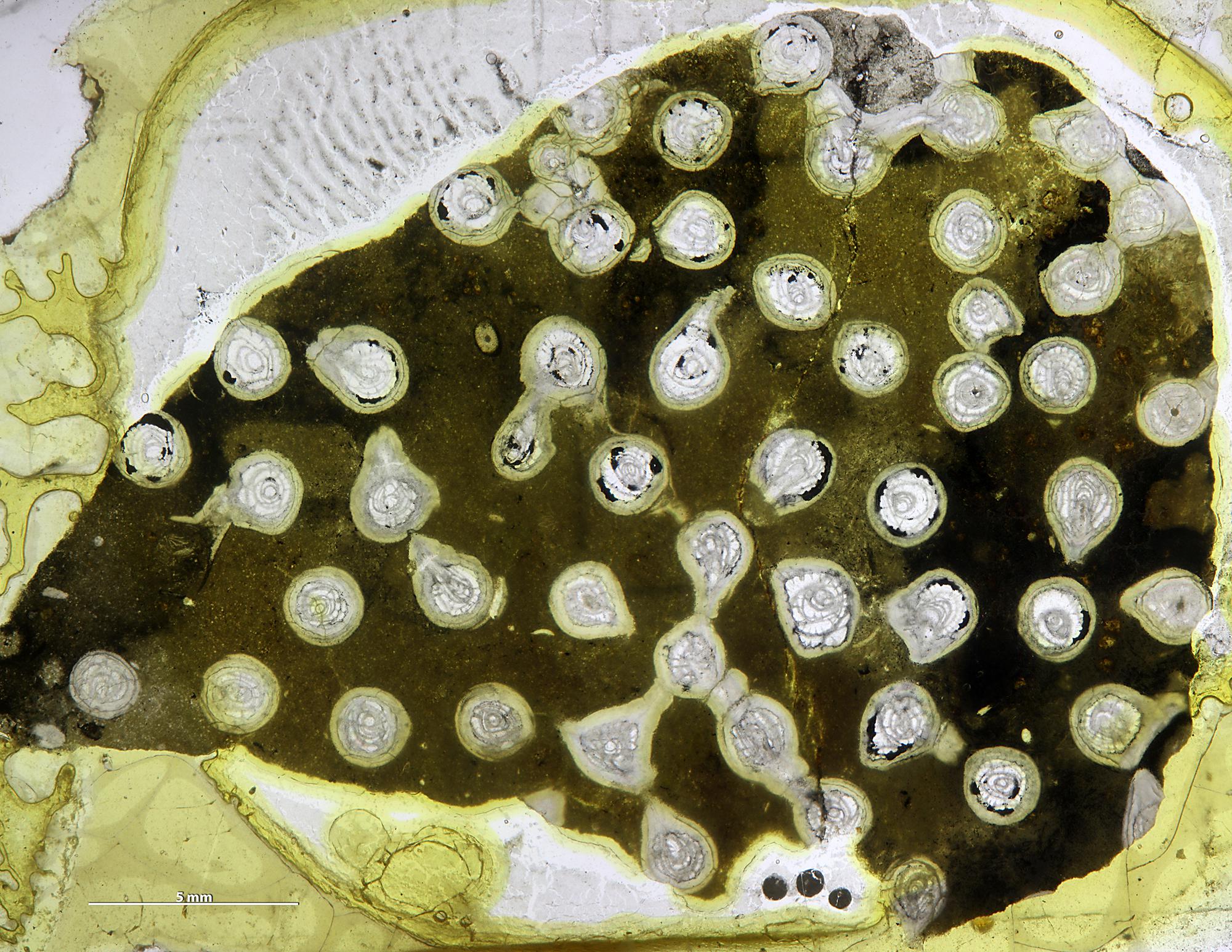 Syringopora novella | Fossiilid.info
