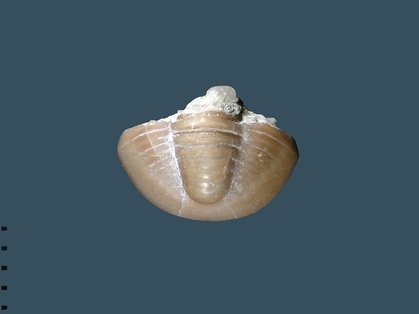 Proetus concinnus osiliensis | Fossiilid.info