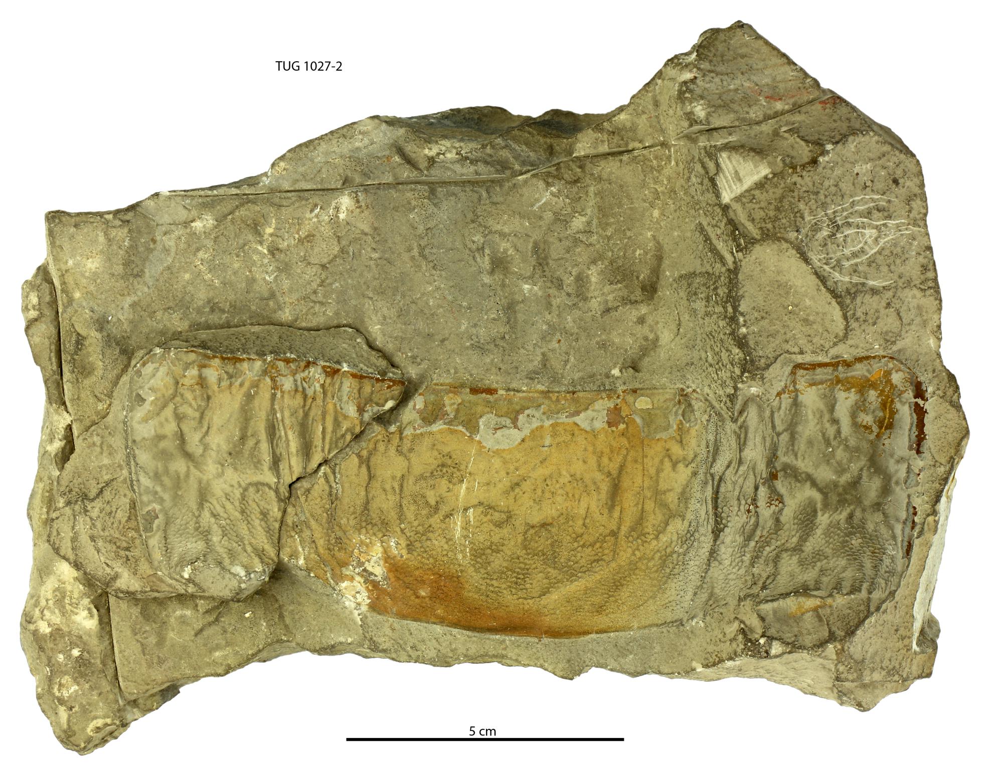 Erettopterus osiliensis | Fossiilid.info