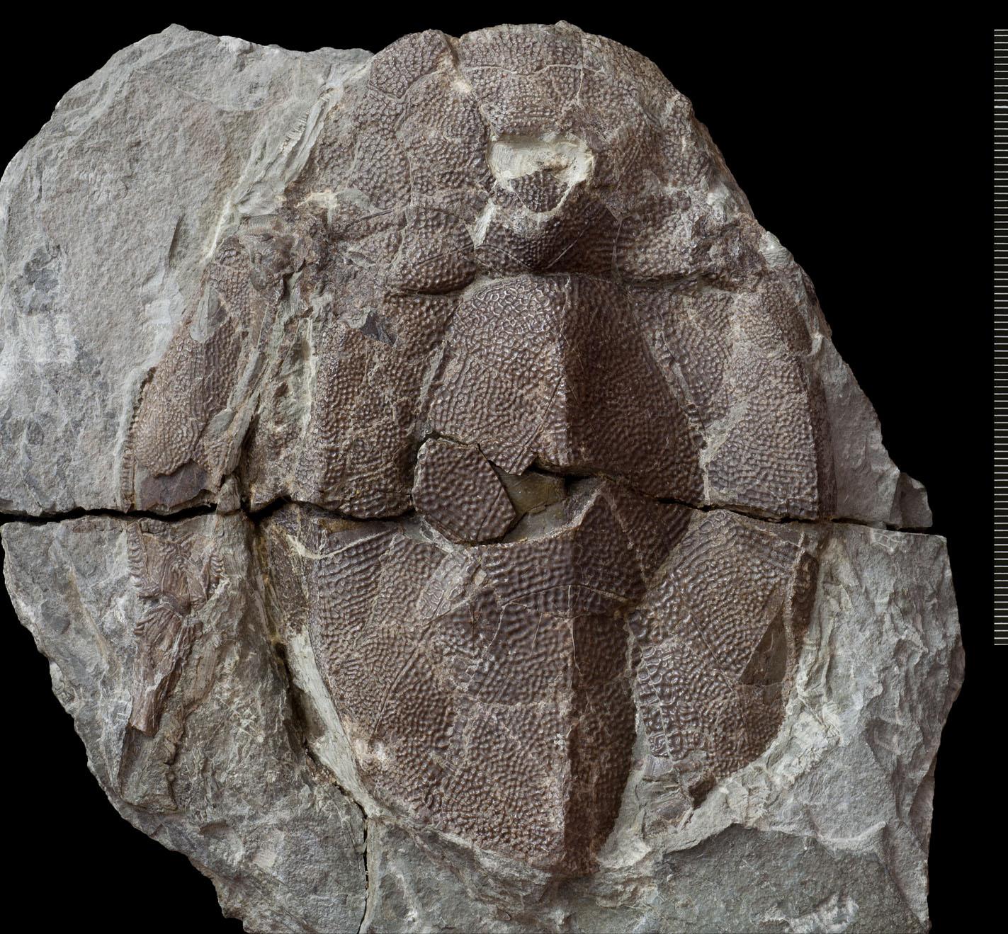 Placodermi | Fossiilid.info