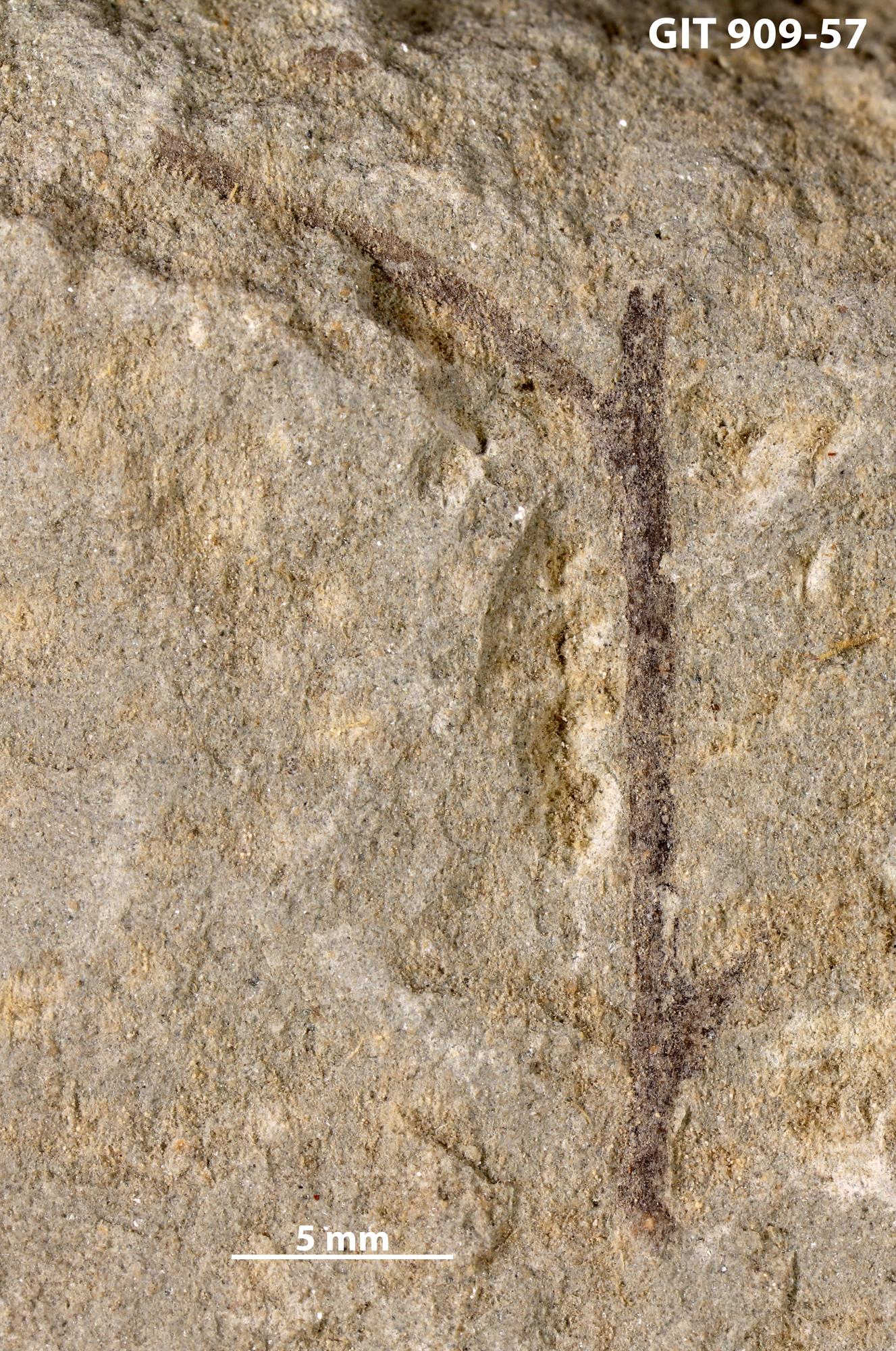 Cladoxylopsida | Fossiilid.info
