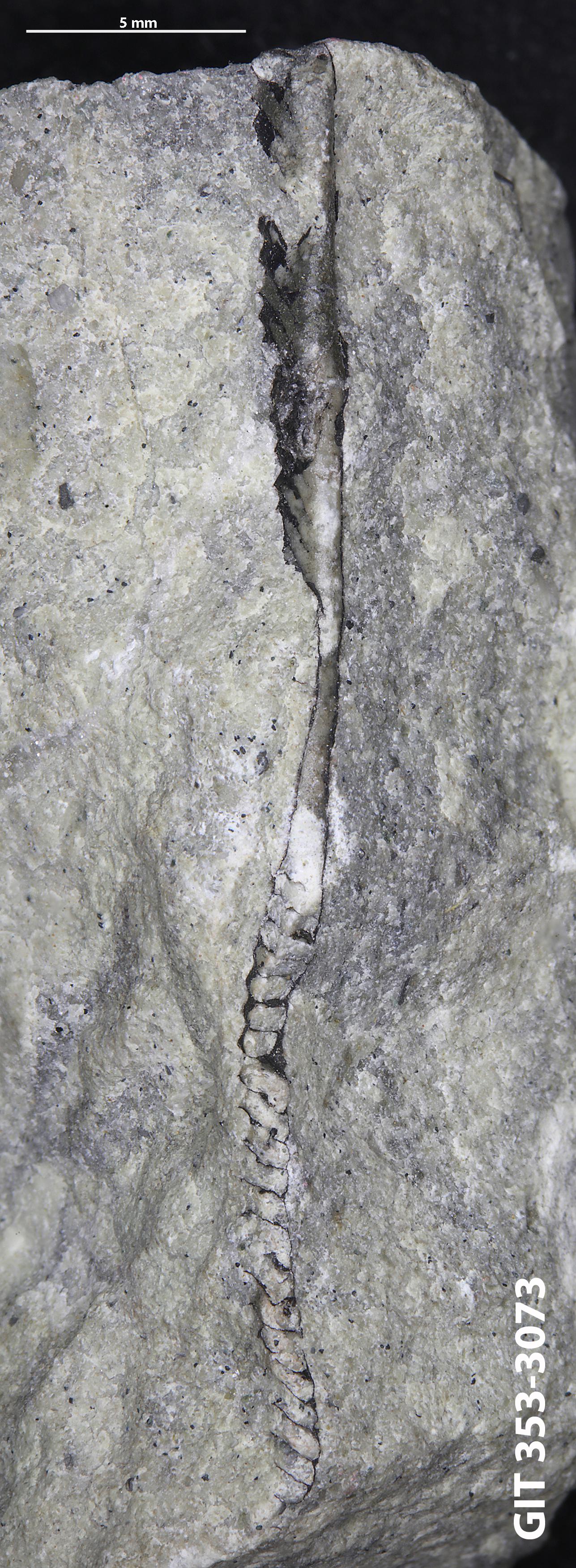 Didymograptus | Fossiilid.info