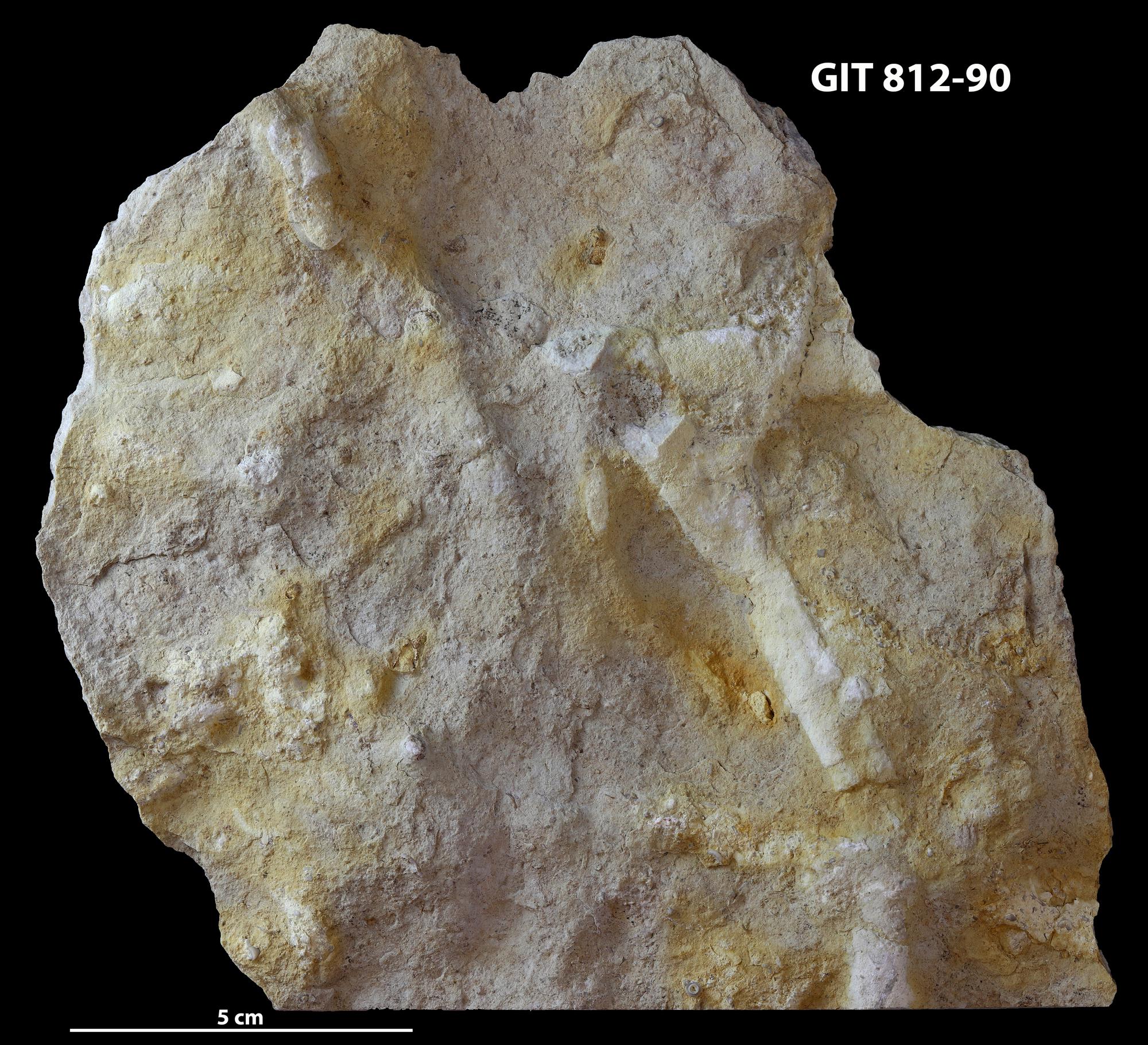 Thalassinoides horizontalis | fossiilid.info