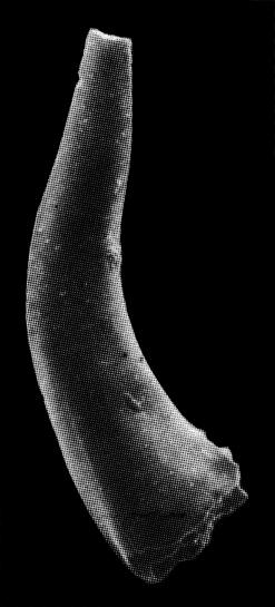 Eoconodontus notchpeakensis | Fossiilid.info