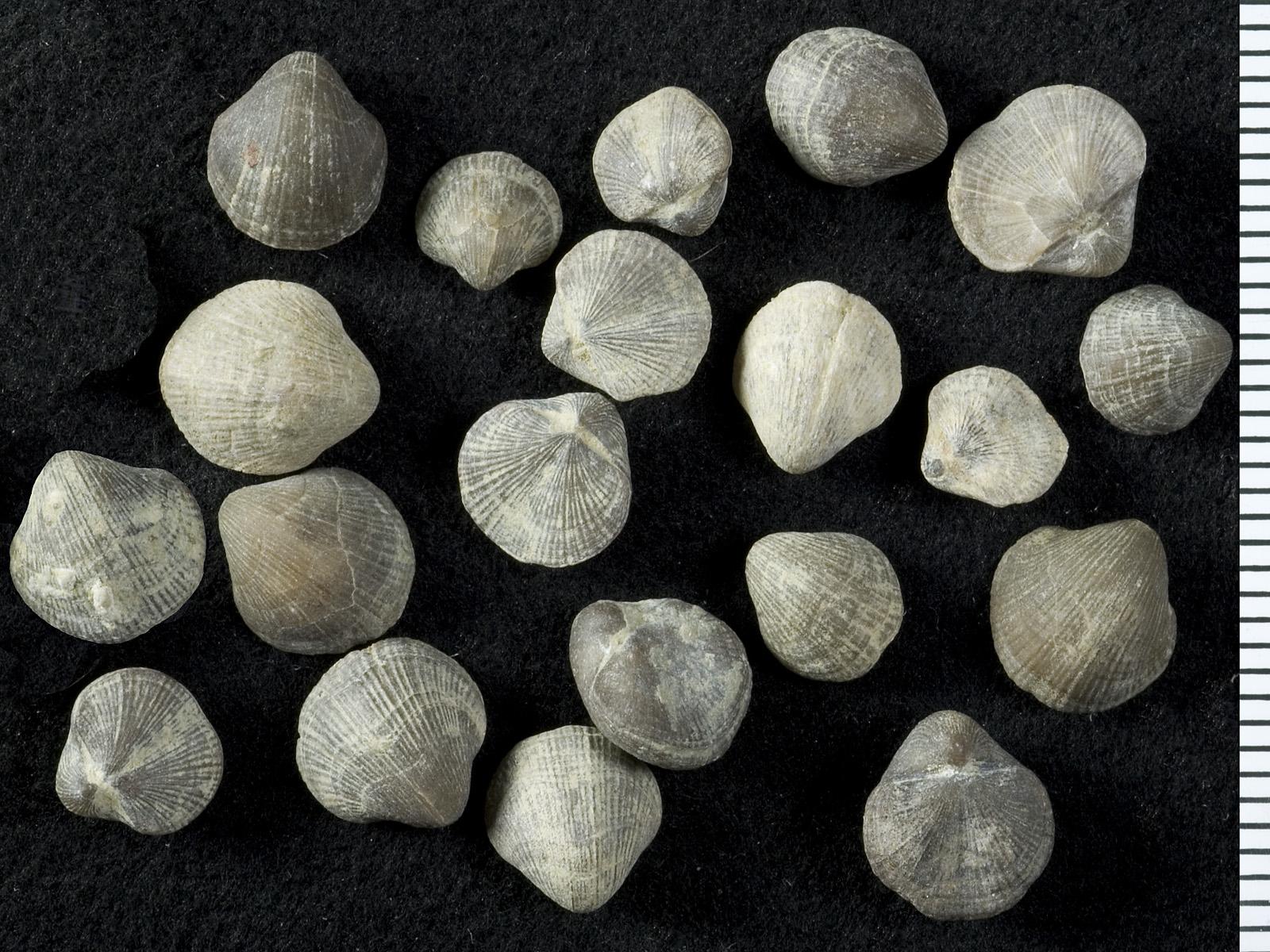 Resserella sabrinae | Fossiilid.info