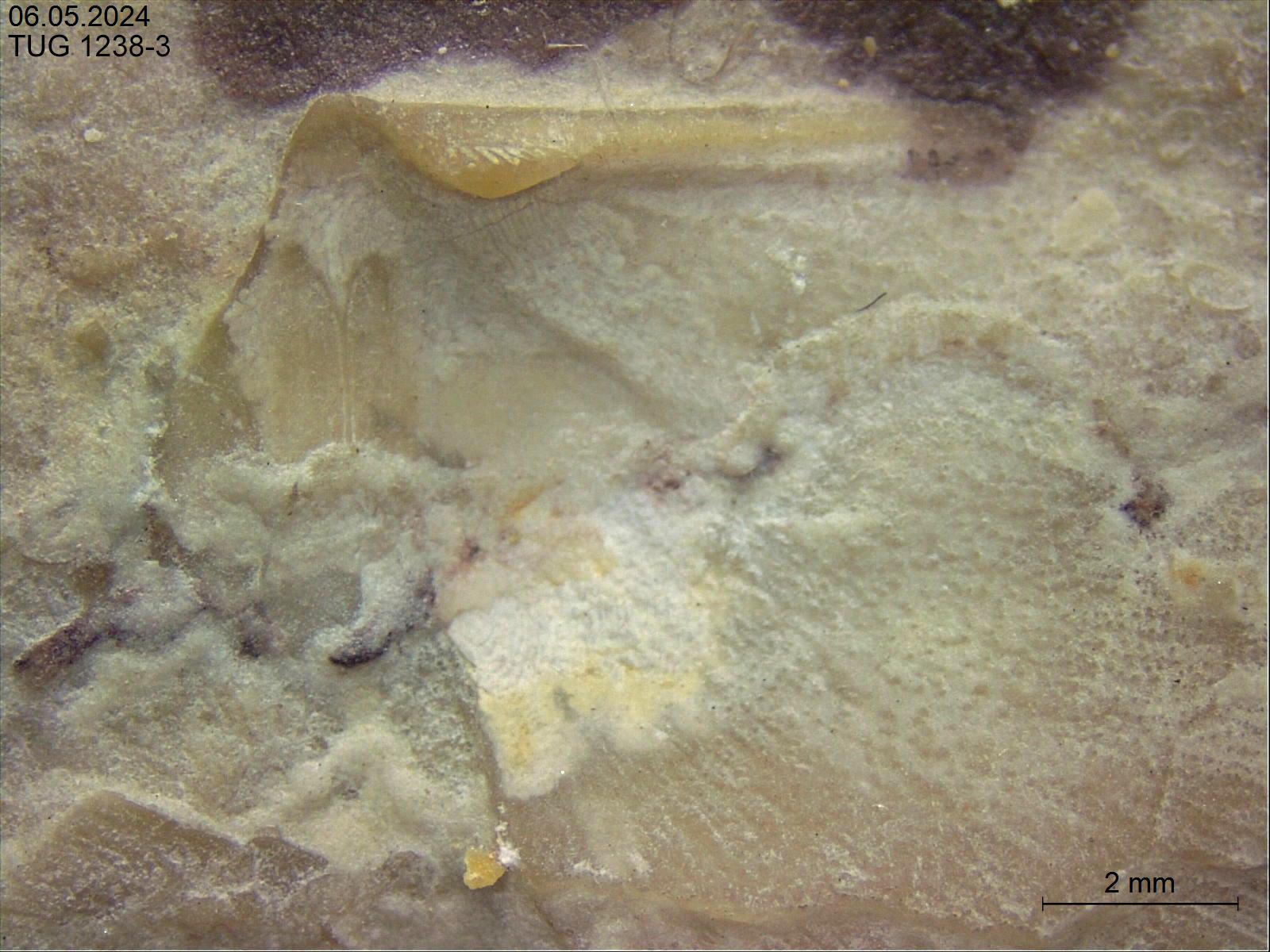 Amphistrophiinae | Fossiilid.info