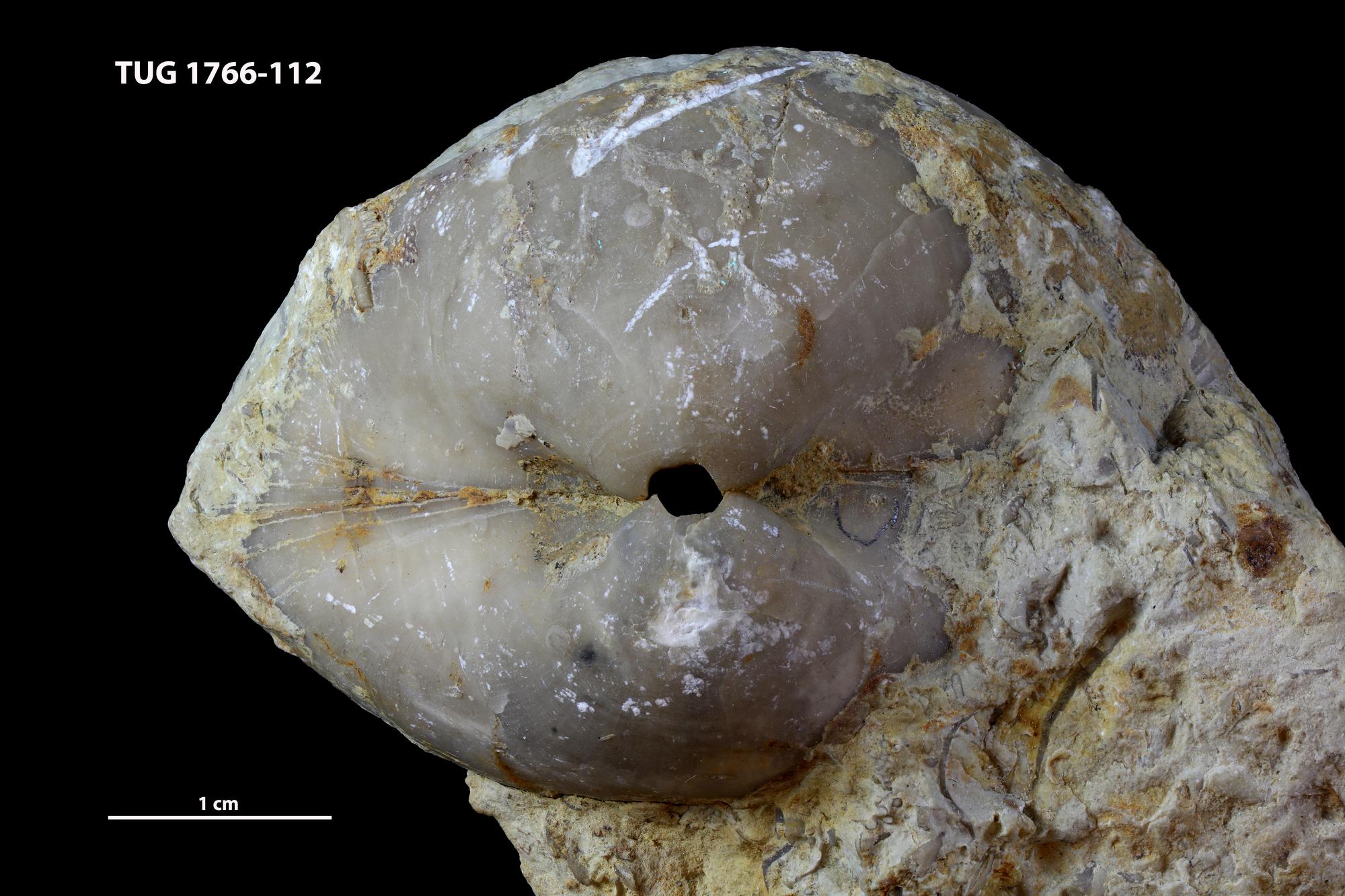 Pentamerida | Fossiilid.info