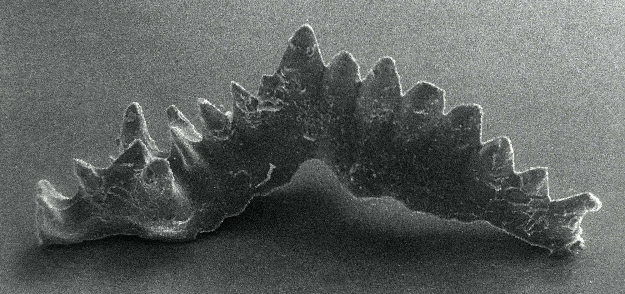 Icriognathus | Fossiilid.info