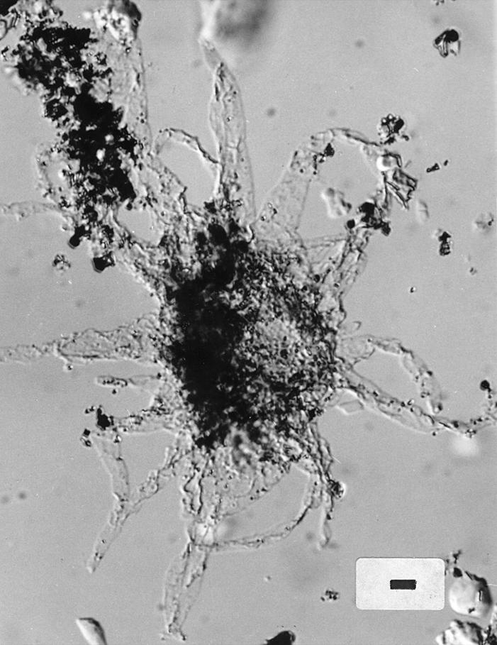Actipillion | Fossiilid.info
