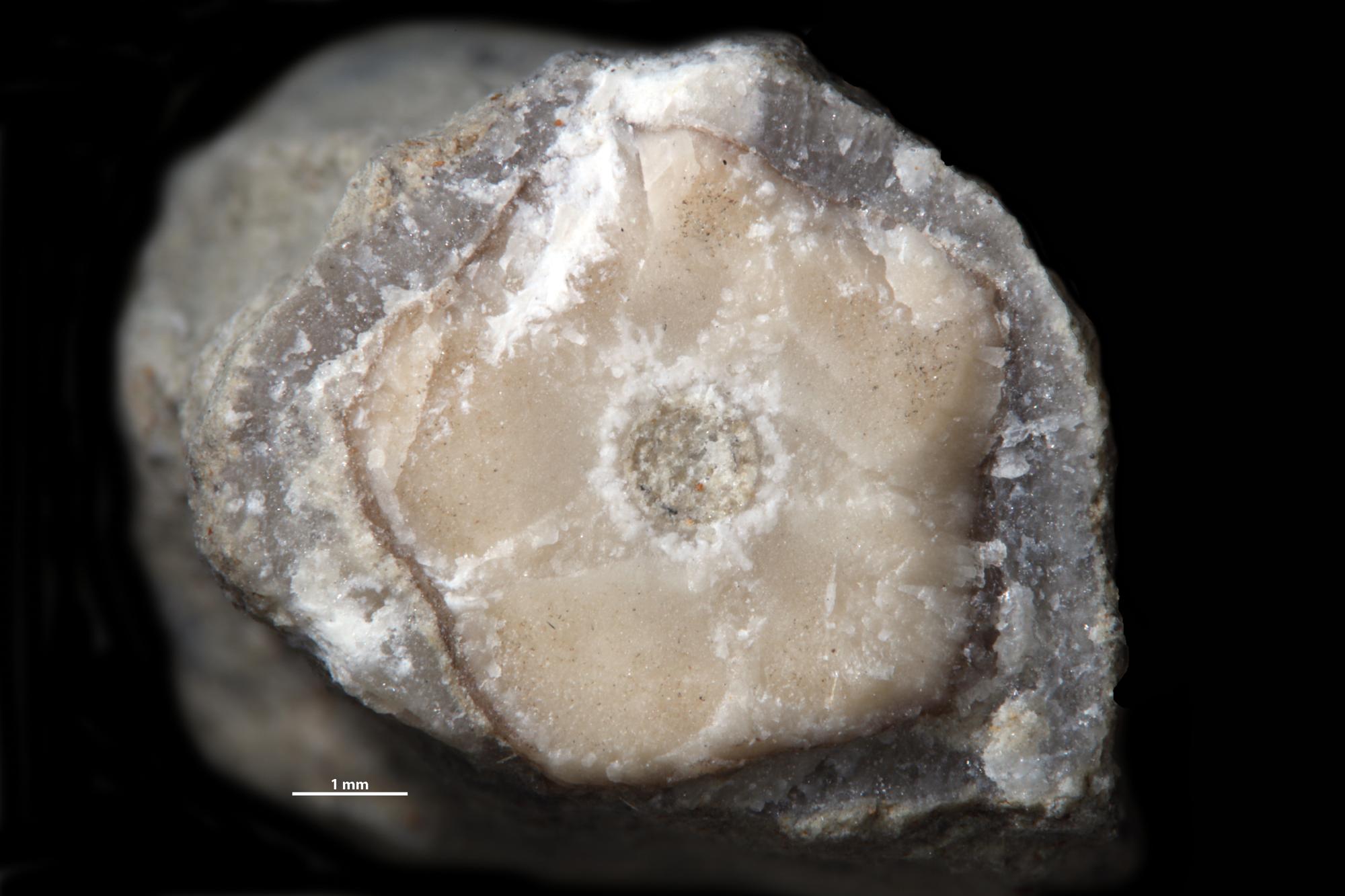 Constellaria | fossiilid.info