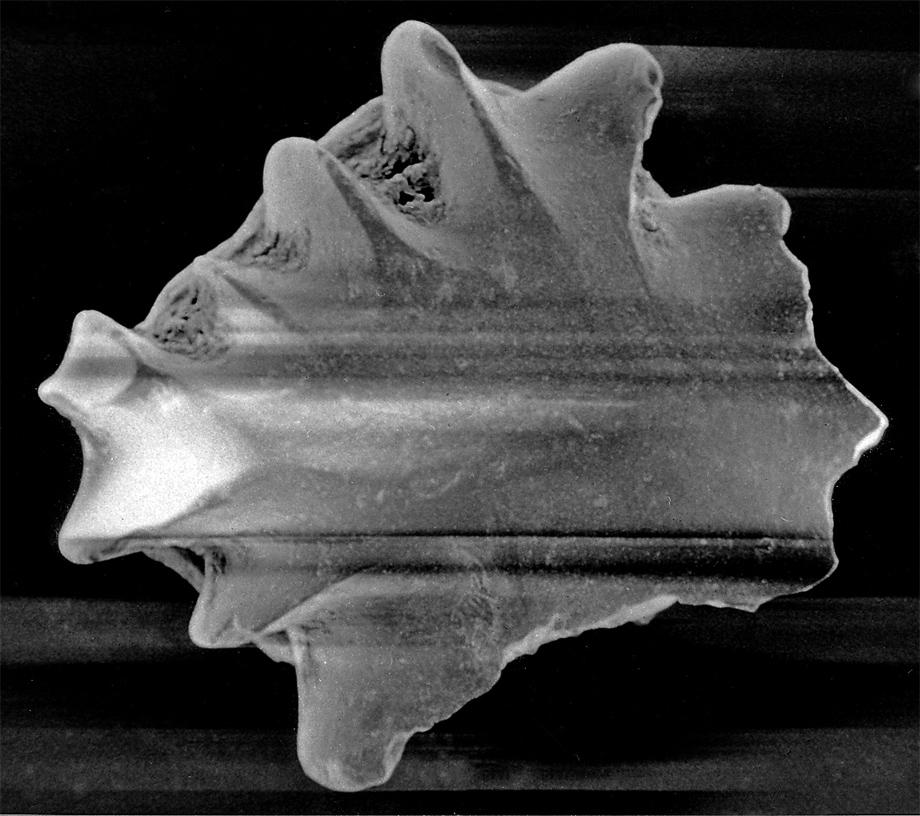 Thelodus parvidens | Fossiilid.info