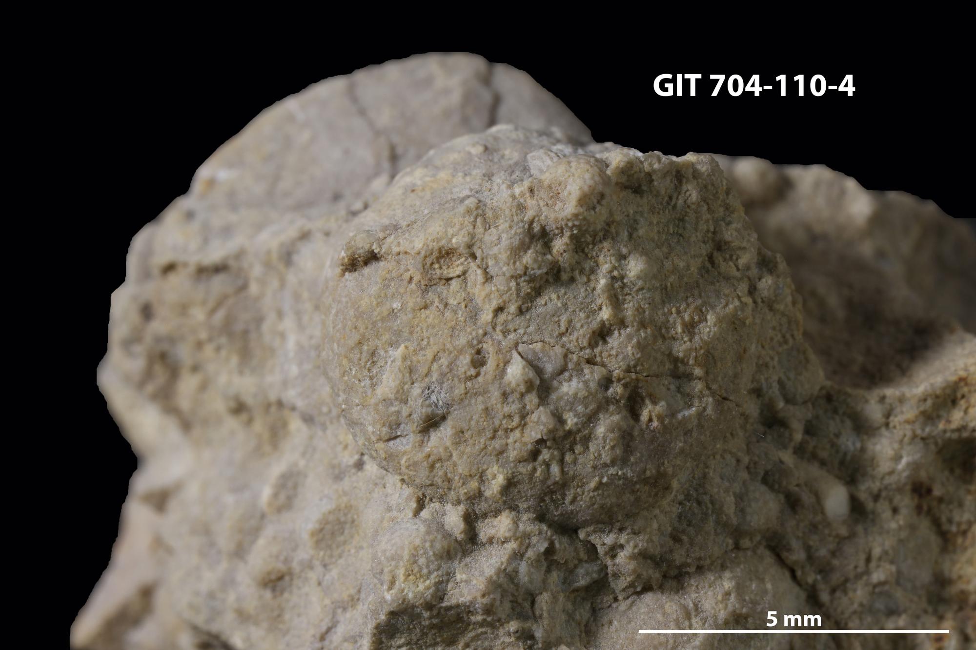 Retaria | Fossiilid.info