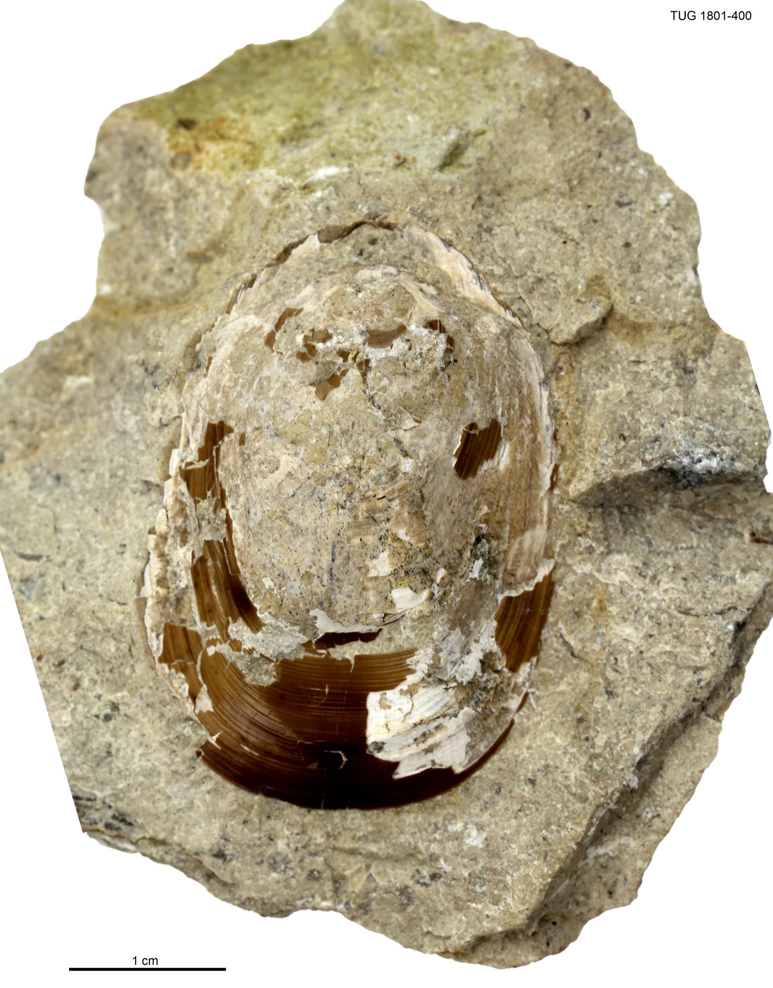 Pseudolingula quadrata | Fossiilid.info