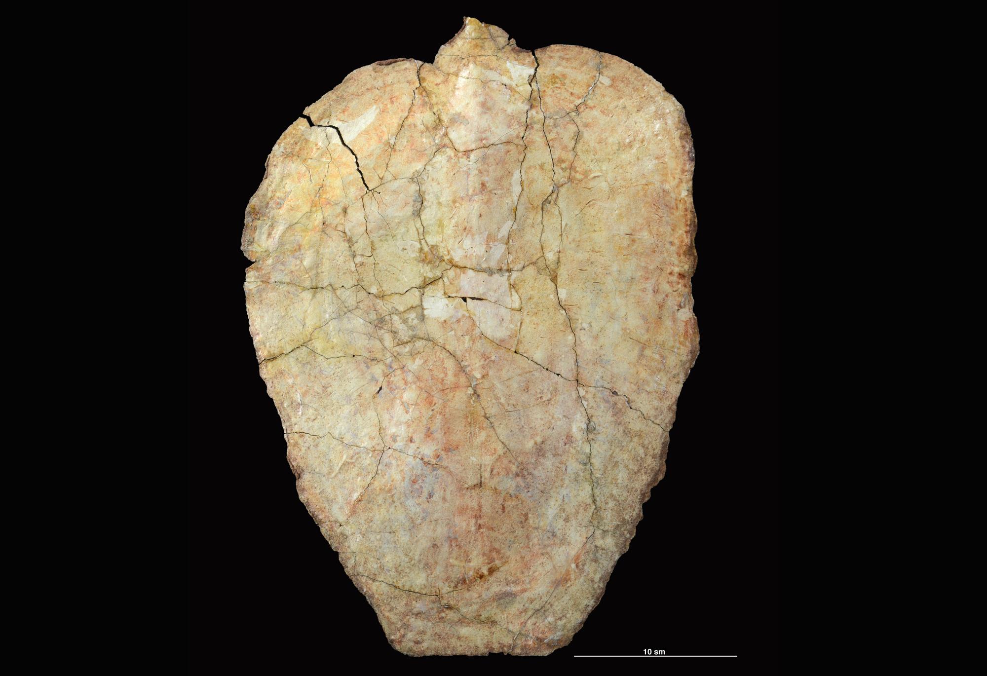 Tartuosteus giganteus | Fossiilid.info