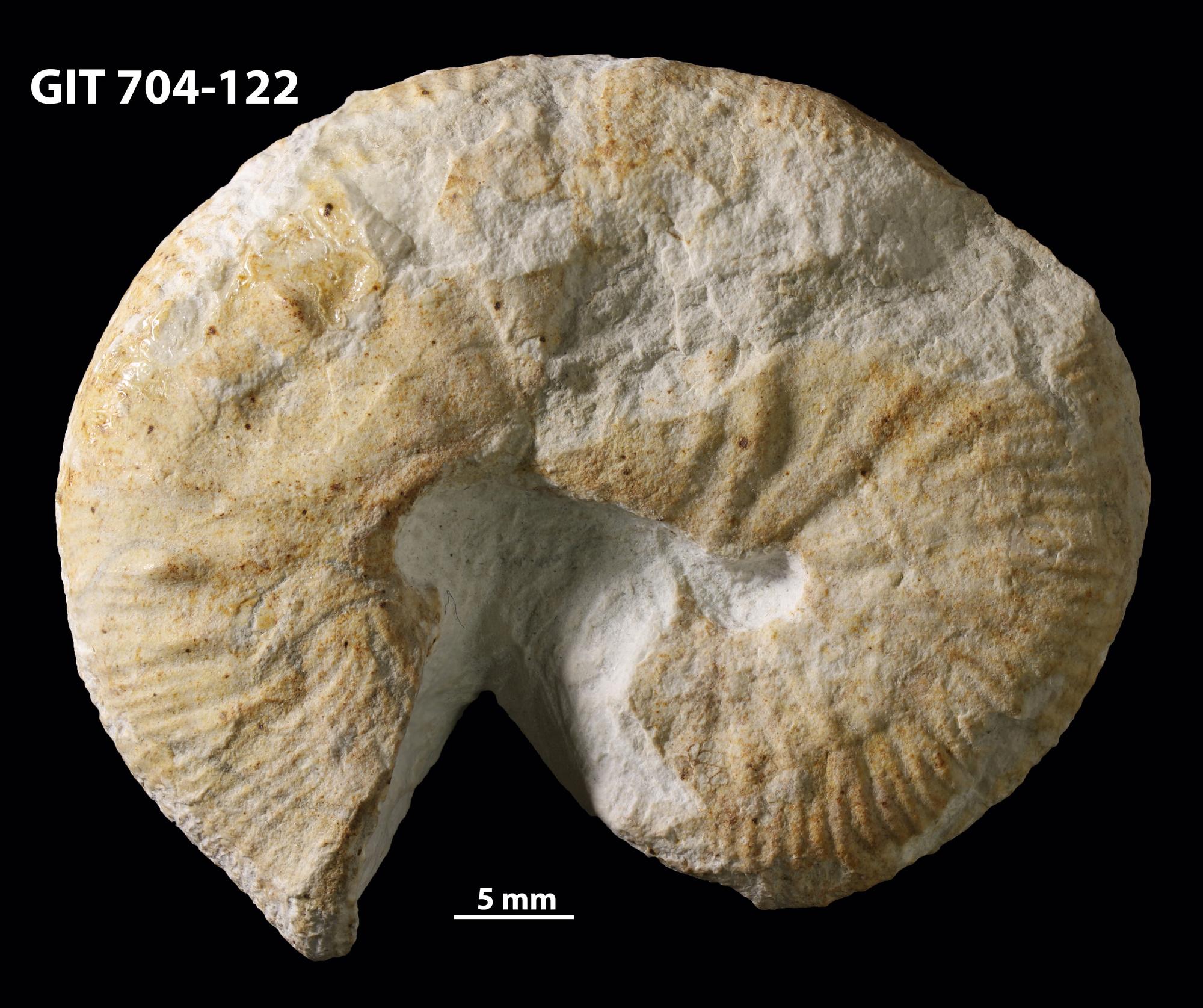 Scaphitidae | Fossiilid.info