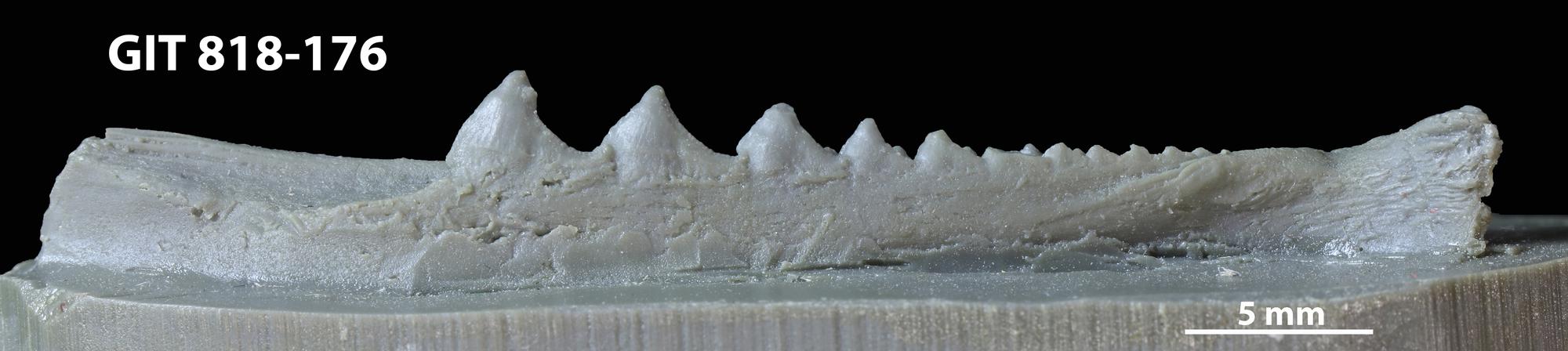 Acanthodii | Fossiilid.info