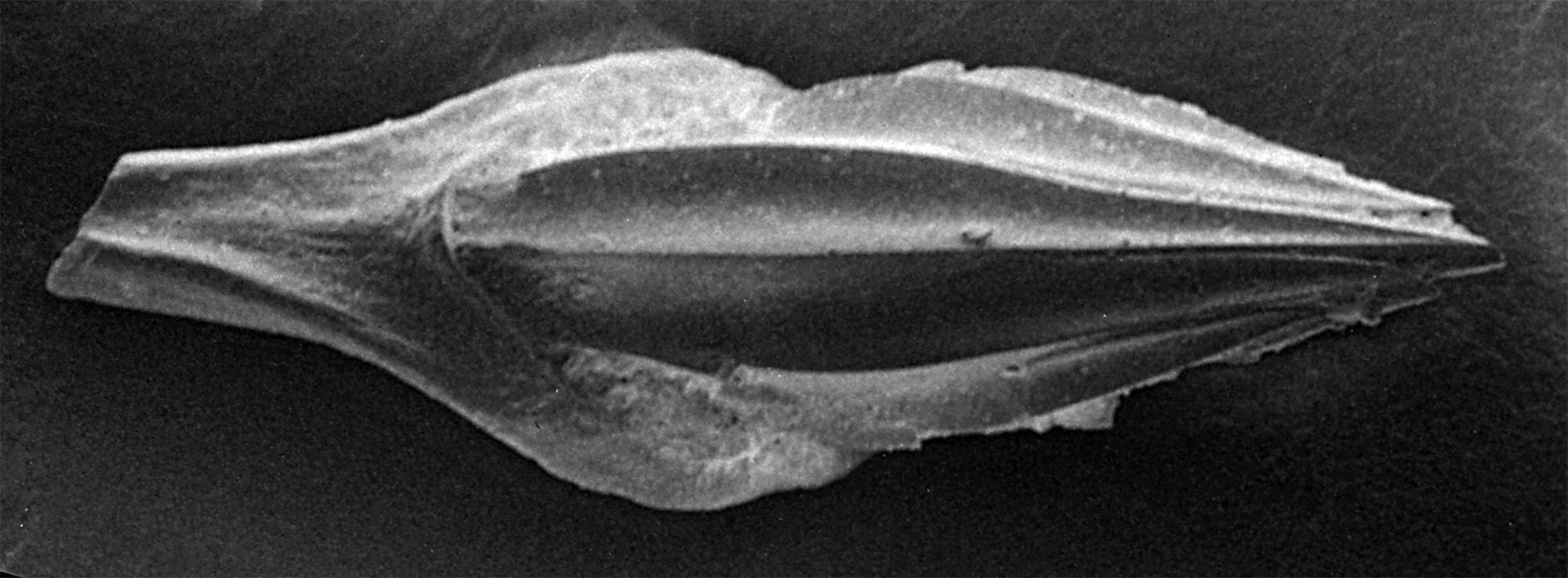 Thelodus parvidens | Fossiilid.info