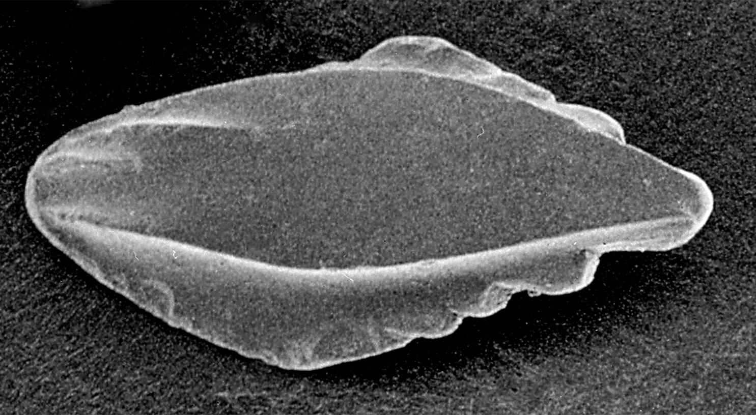 Loganellia cuneata | fossiilid.info