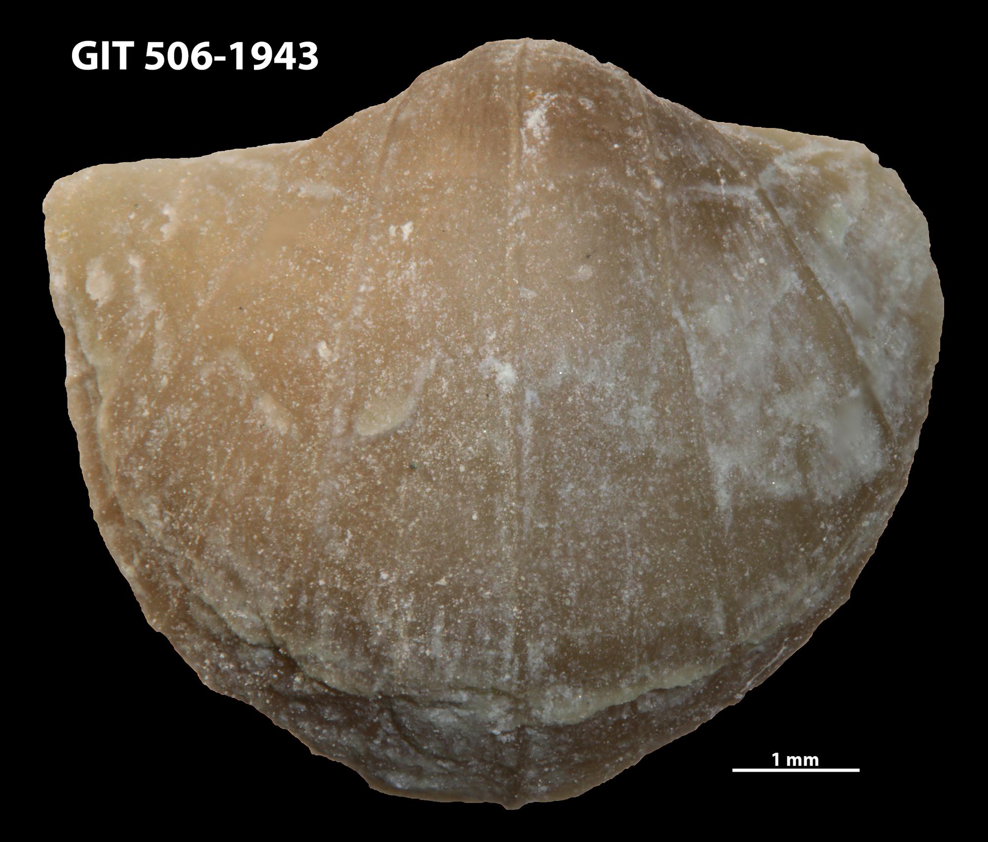 Eoplectodonta (Eoplectodonta) penkillensis | Fossiilid.info