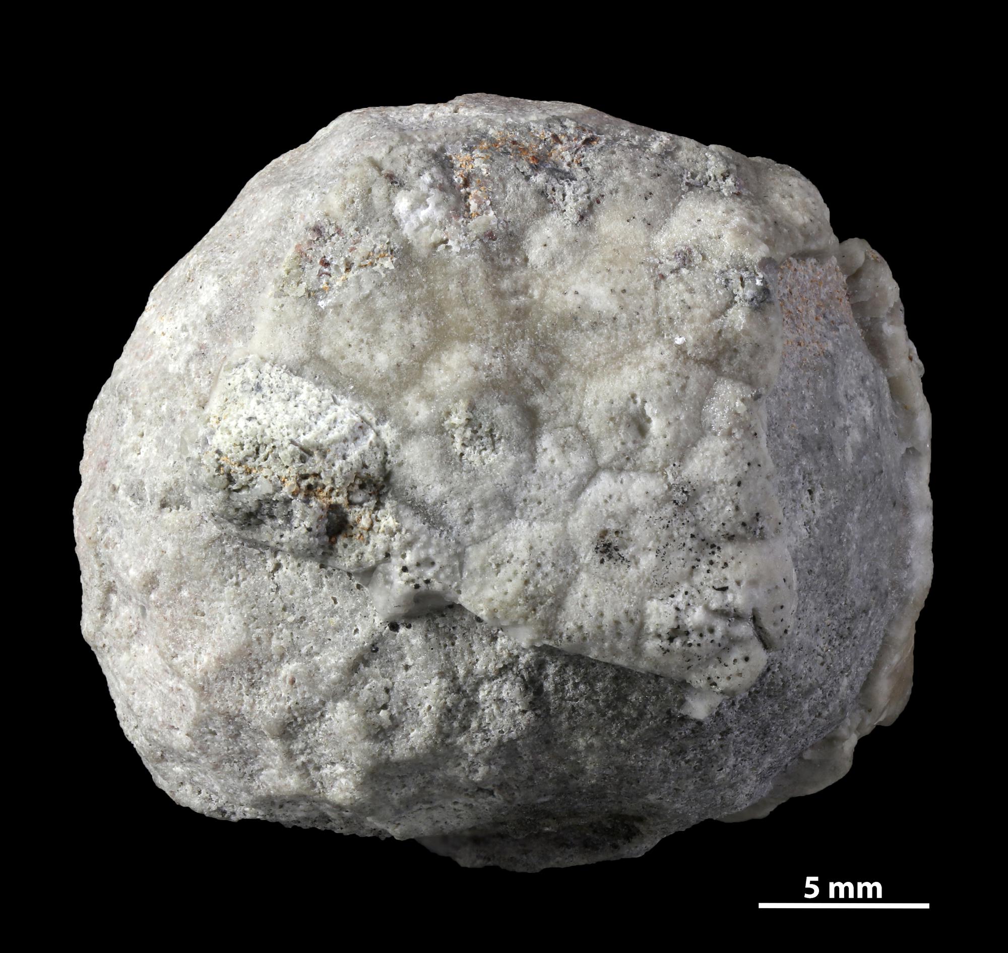 Blastozoa | Fossiilid.info